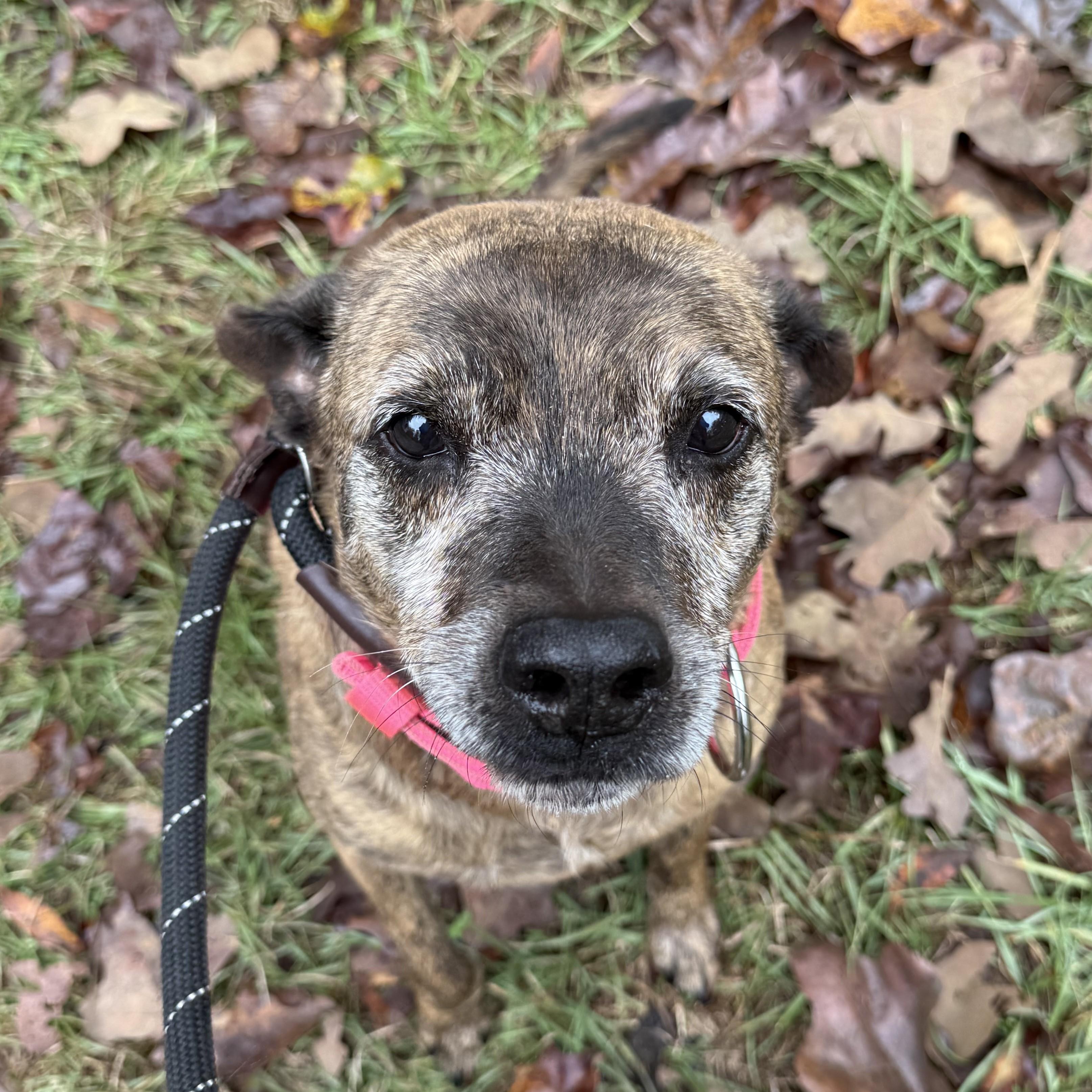 Dog for adoption - Lemon, a Mixed Breed in Boothbay, ME | Petfinder