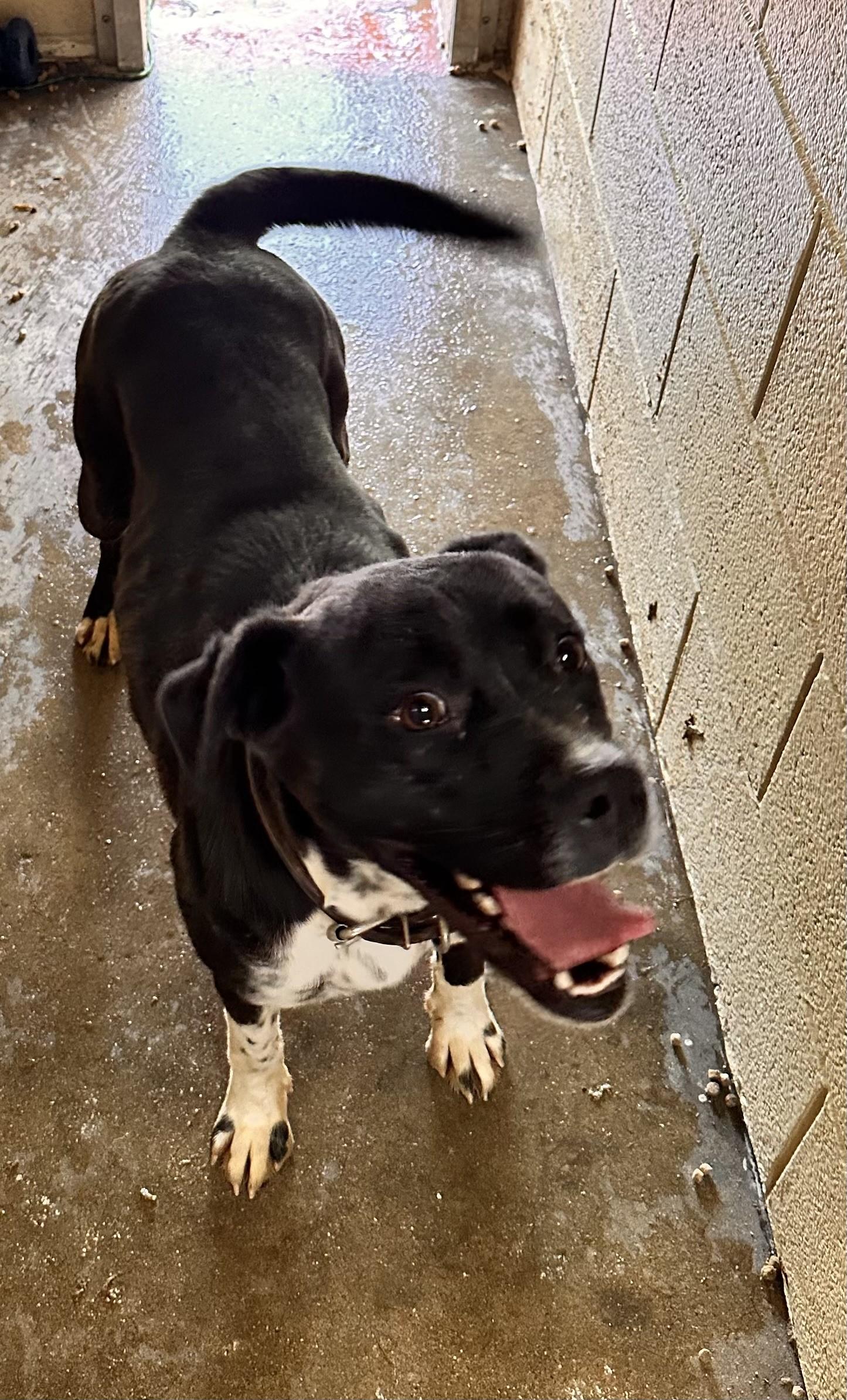 Dog for adoption - BIG DEBRA, a Black Labrador Retriever Mix in Paris , TN | Petfinder