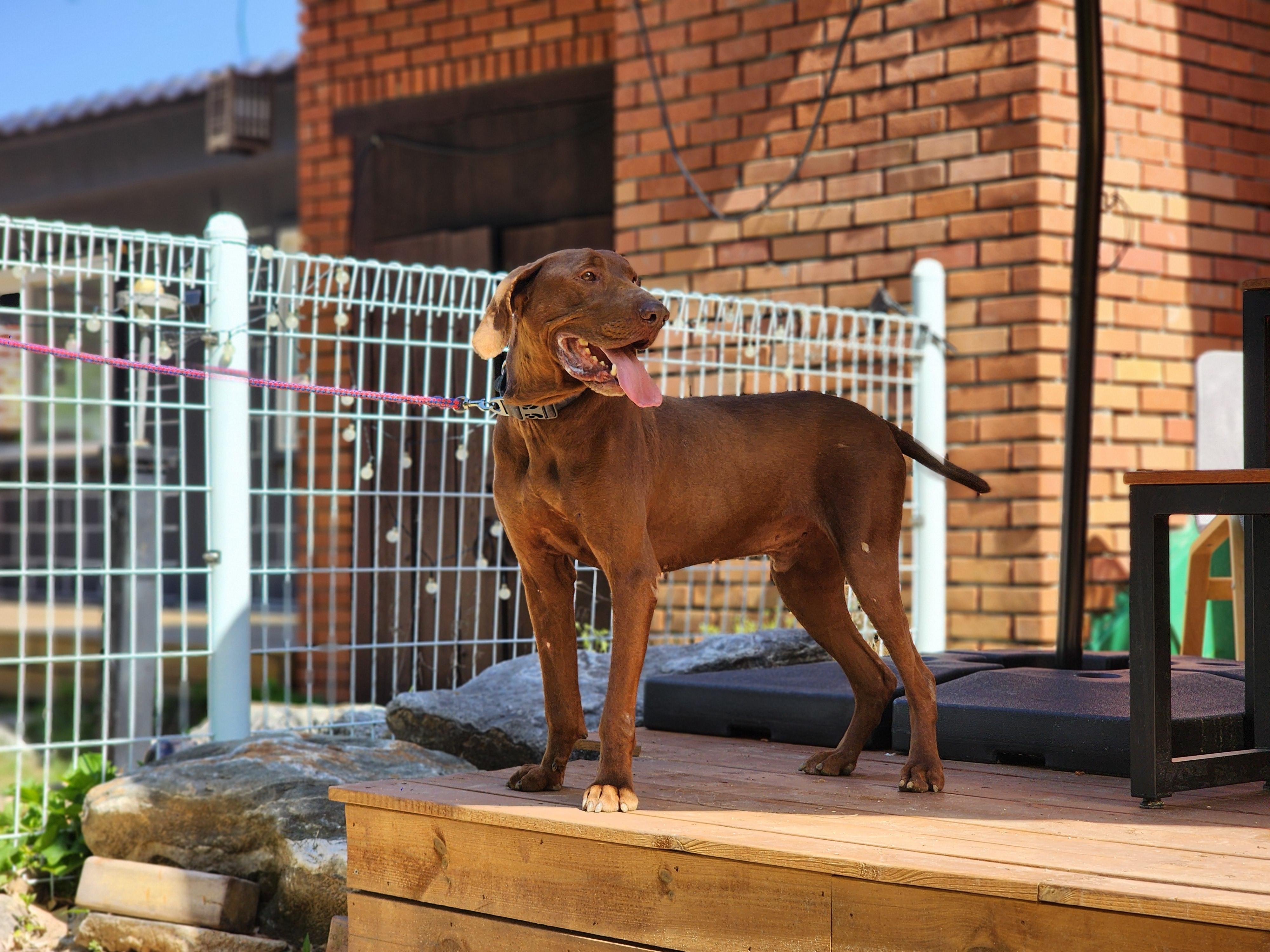 Dog for adoption - Mr. Bean, a Vizsla in Elma, WA | Petfinder