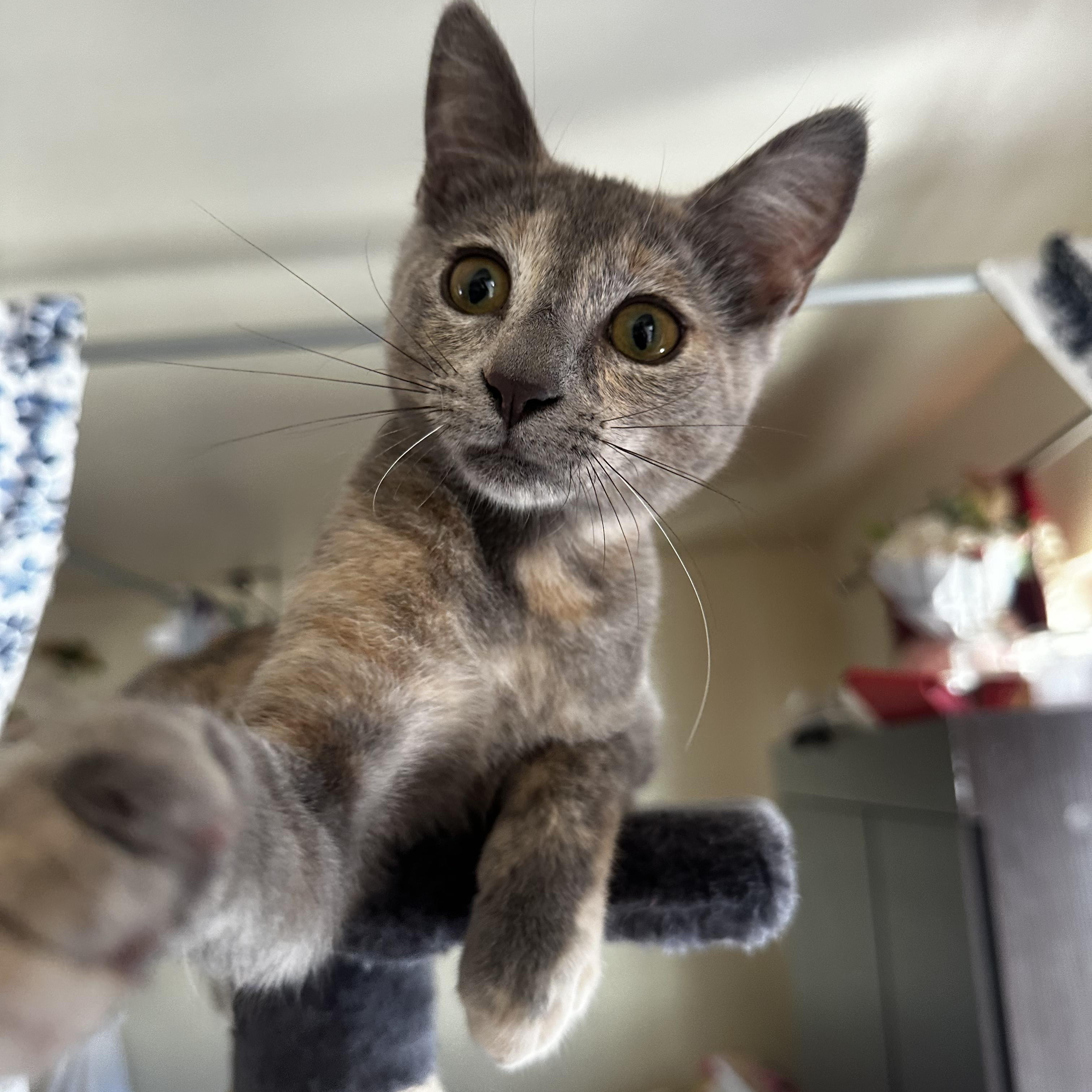 Cat for adoption - Sofi, a Domestic Short Hair in Los Angeles, CA ...