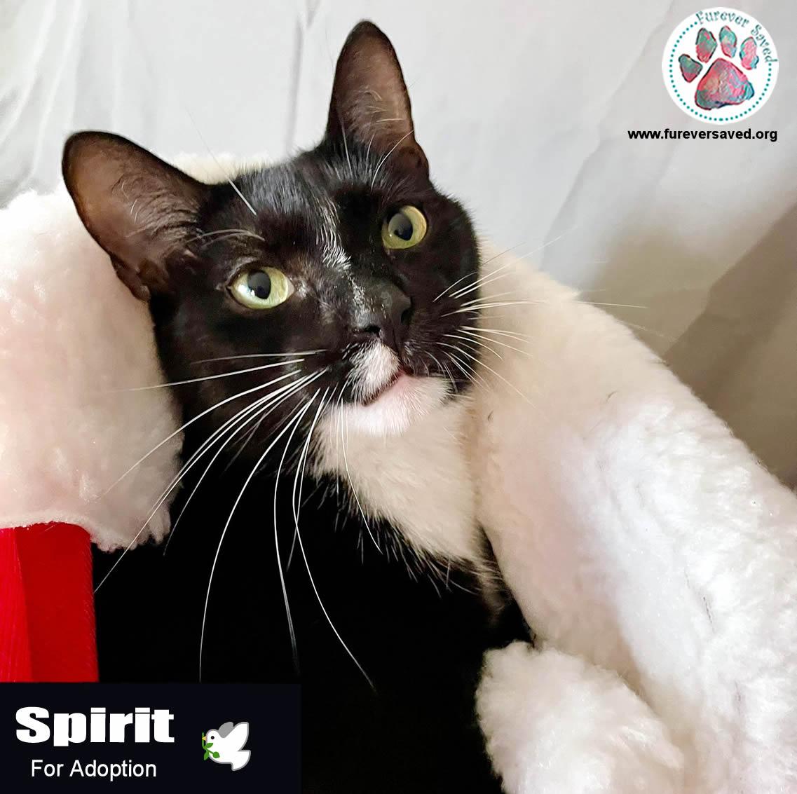 Cat for adoption - Spirit, a Domestic Short Hair in Cumberland, RI ...