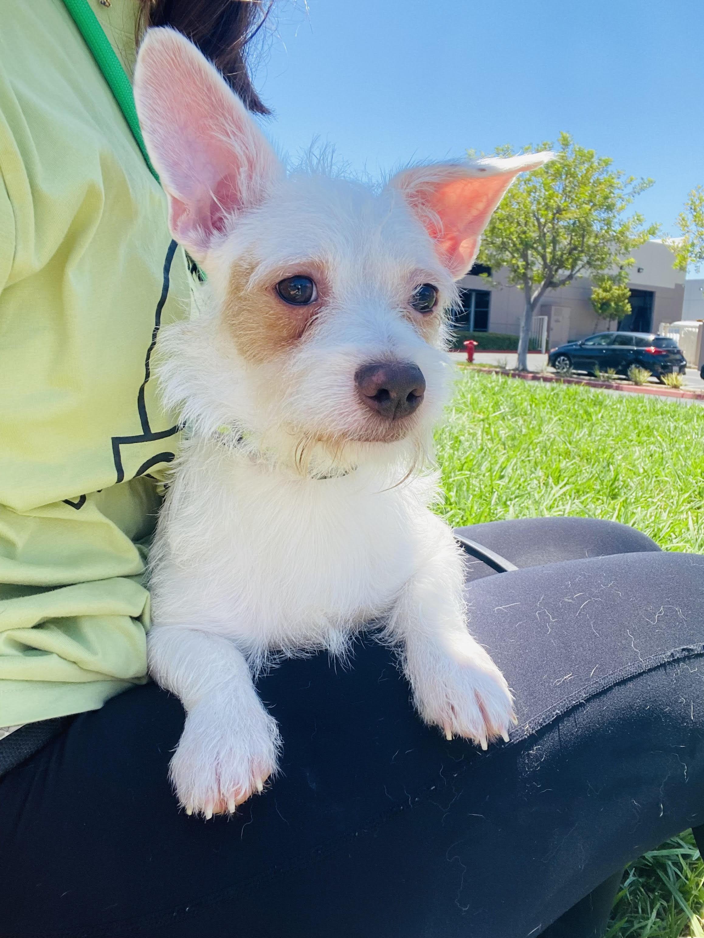 Dog for adoption - Grogu, a Terrier & Labradoodle Mix in Rancho Santa ...