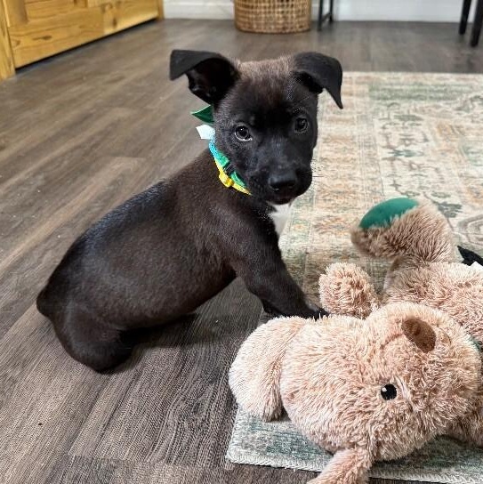 Dog for adoption - Waylon Jennings Rodeo, a Labrador Retriever & German ...