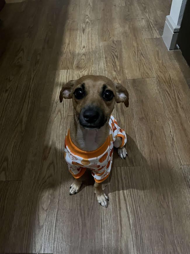 Dog for adoption - Scooby, a Chiweenie & Italian Greyhound Mix in RATON ...