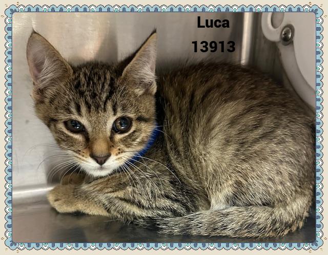 Cat for adoption - LUCA see also LUNA, a Domestic Short Hair & Tabby ...