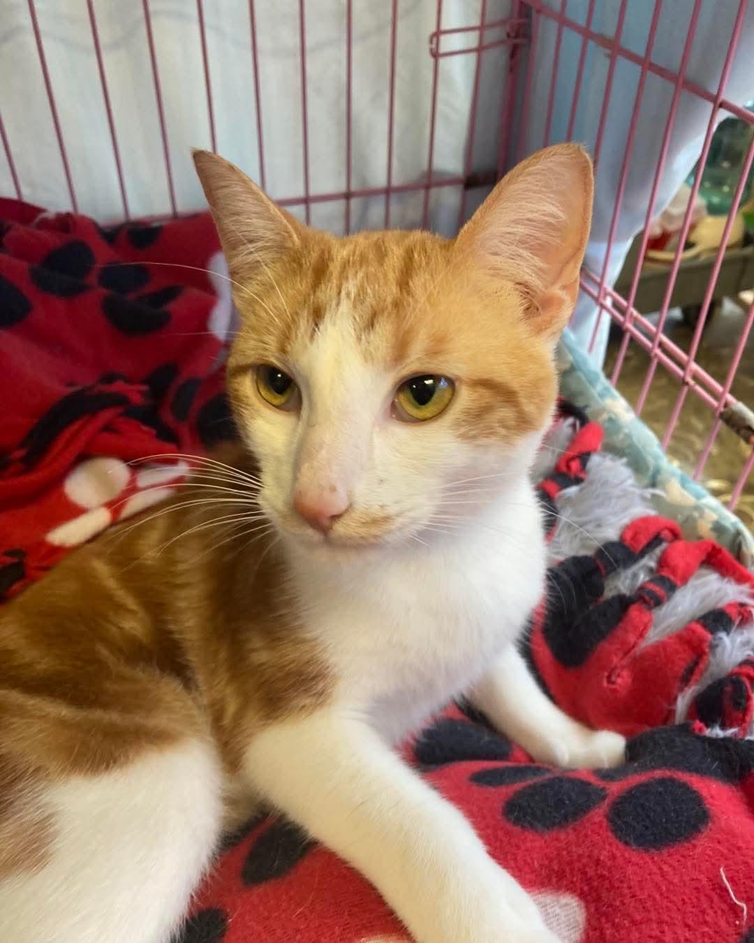 Cat for adoption - Caption catapult 3rd, a Domestic Short Hair in ...