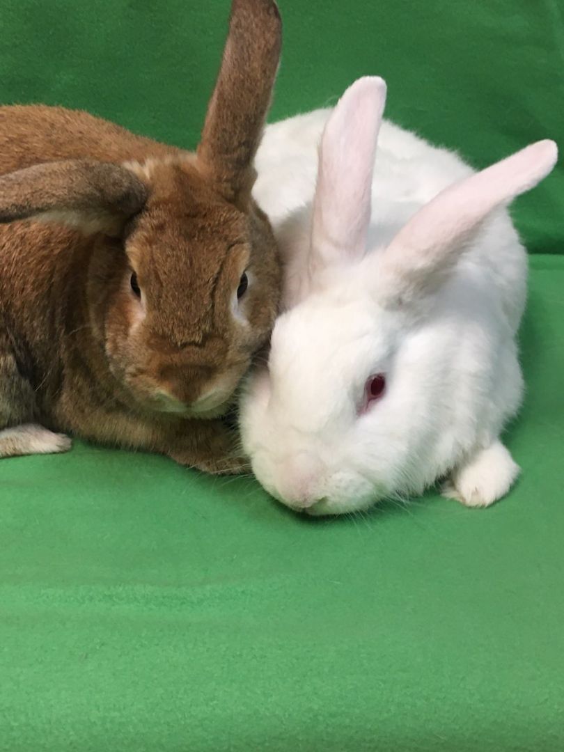 Rabbit for adoption - Albert & BB, a New Zealand & Bunny Rabbit Mix in ...