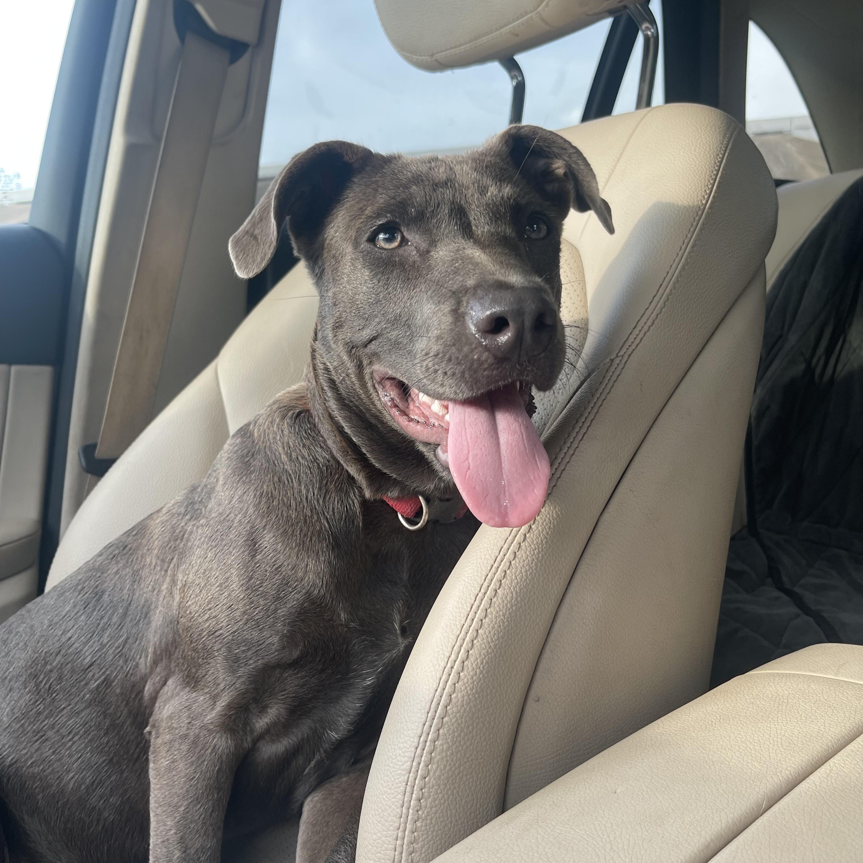 Dog for adoption - Violet, a Blue Lacy Mix in Park City, UT | Petfinder