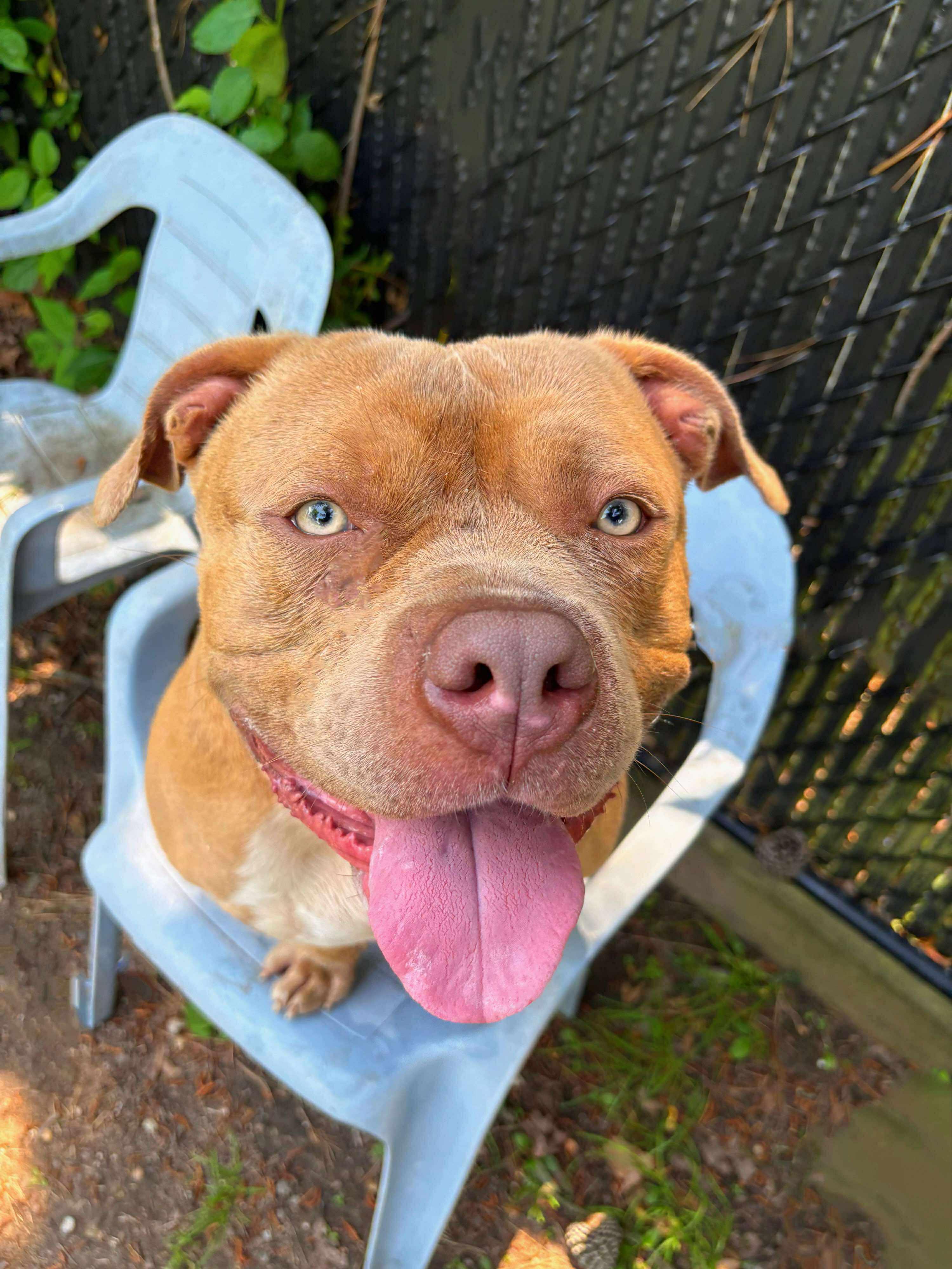 25-133 Leo - Adoptable Pet | Petfinder | Petfinder