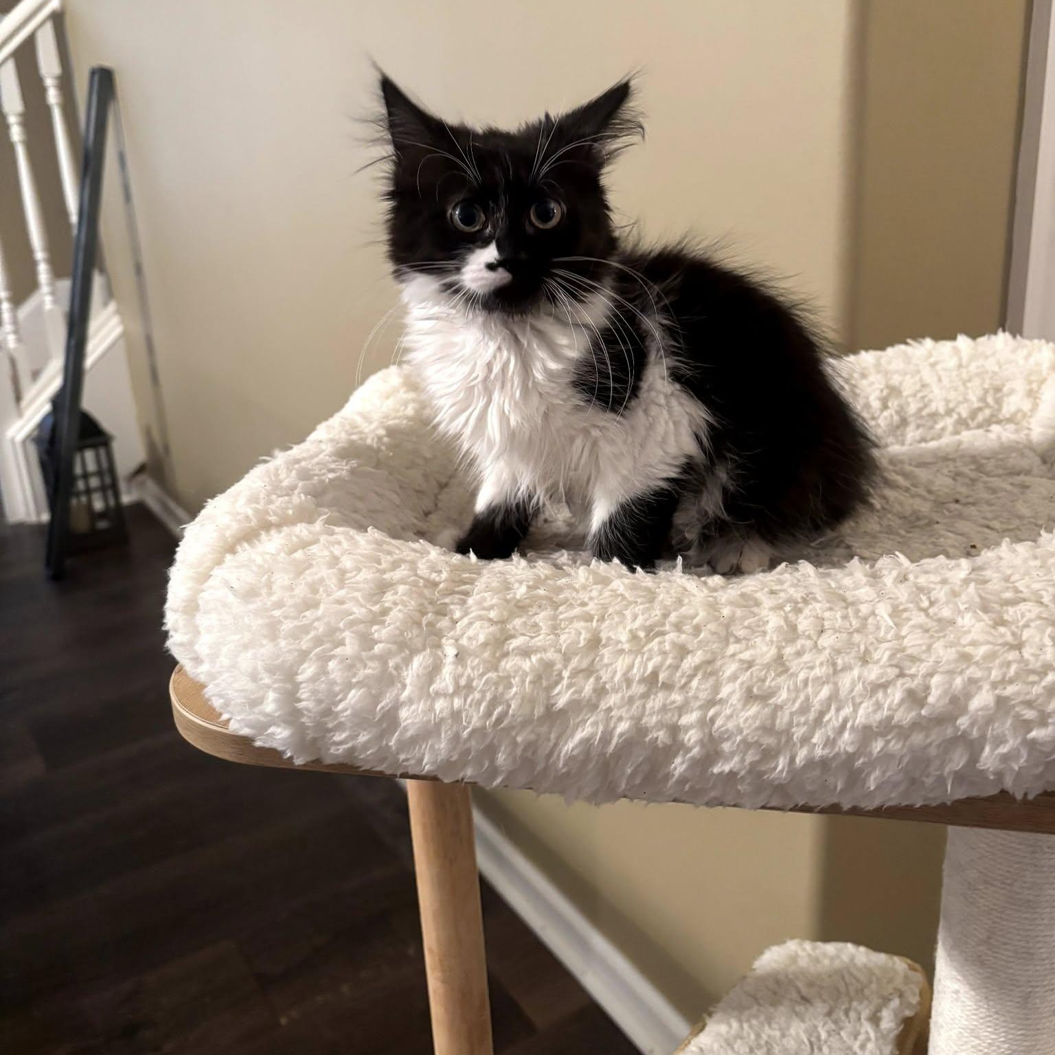 Cat for adoption - Isla Rose (BSM-Fostered in TN), a Tuxedo & Domestic ...