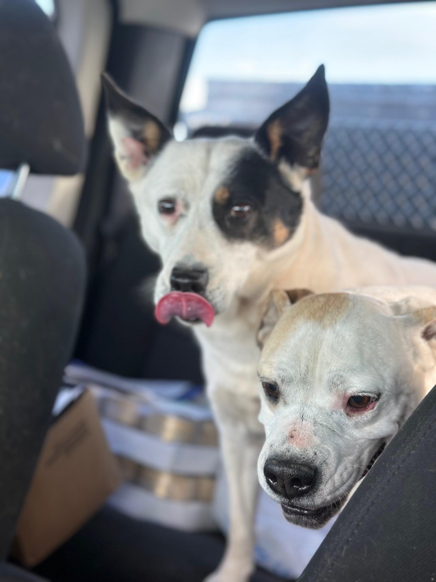 Dog for adoption - Charlie and Riley, a Mixed Breed in Tuttle, OK ...