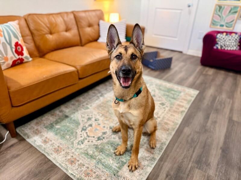 Dog for adoption - Ari Honey the Loving Adventurer, a German Shepherd ...