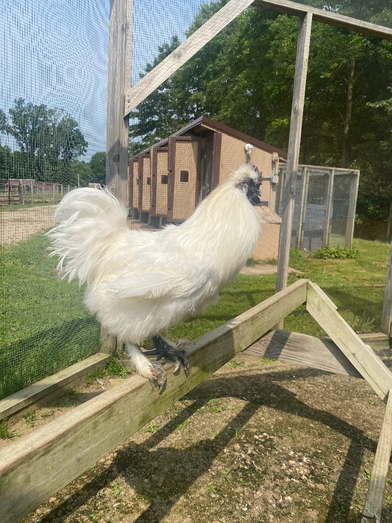 Chicken for adoption - Sheldon, a Chicken in Ravenna, OH | Petfinder