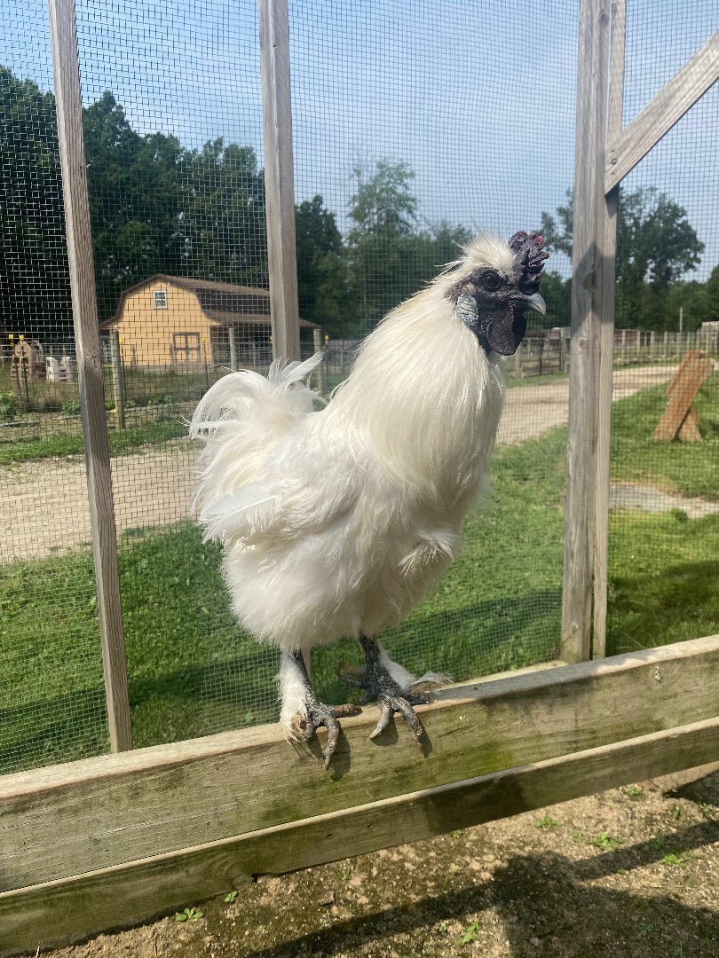 Chicken for adoption - Sheldon, a Chicken in Ravenna, OH | Petfinder