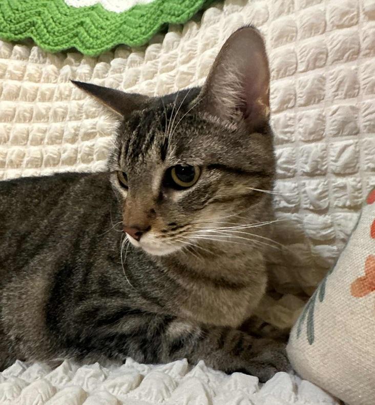 Cat for adoption - Jinx, a Domestic Short Hair in Waxahachie, TX | Petfinder