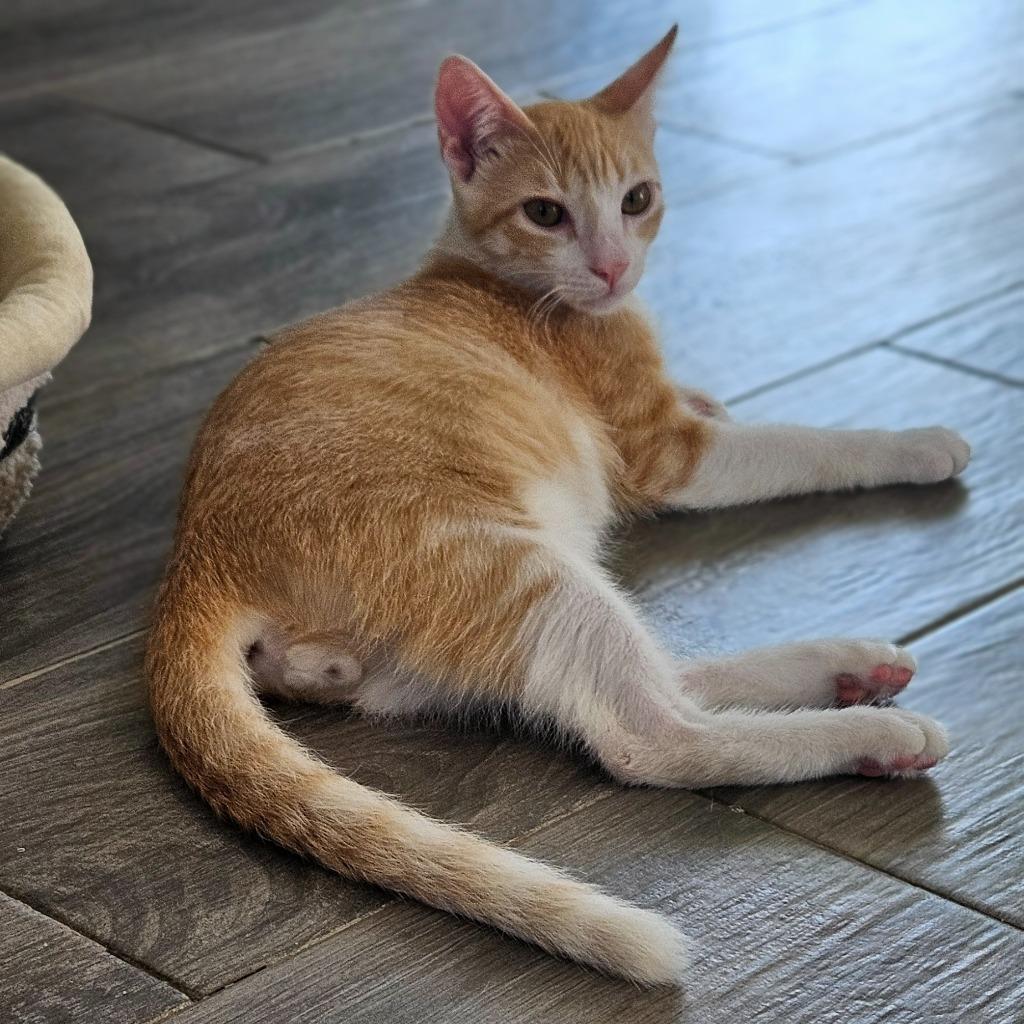 Cat for adoption - Phoenix, a Domestic Short Hair Mix in Comox, BC ...