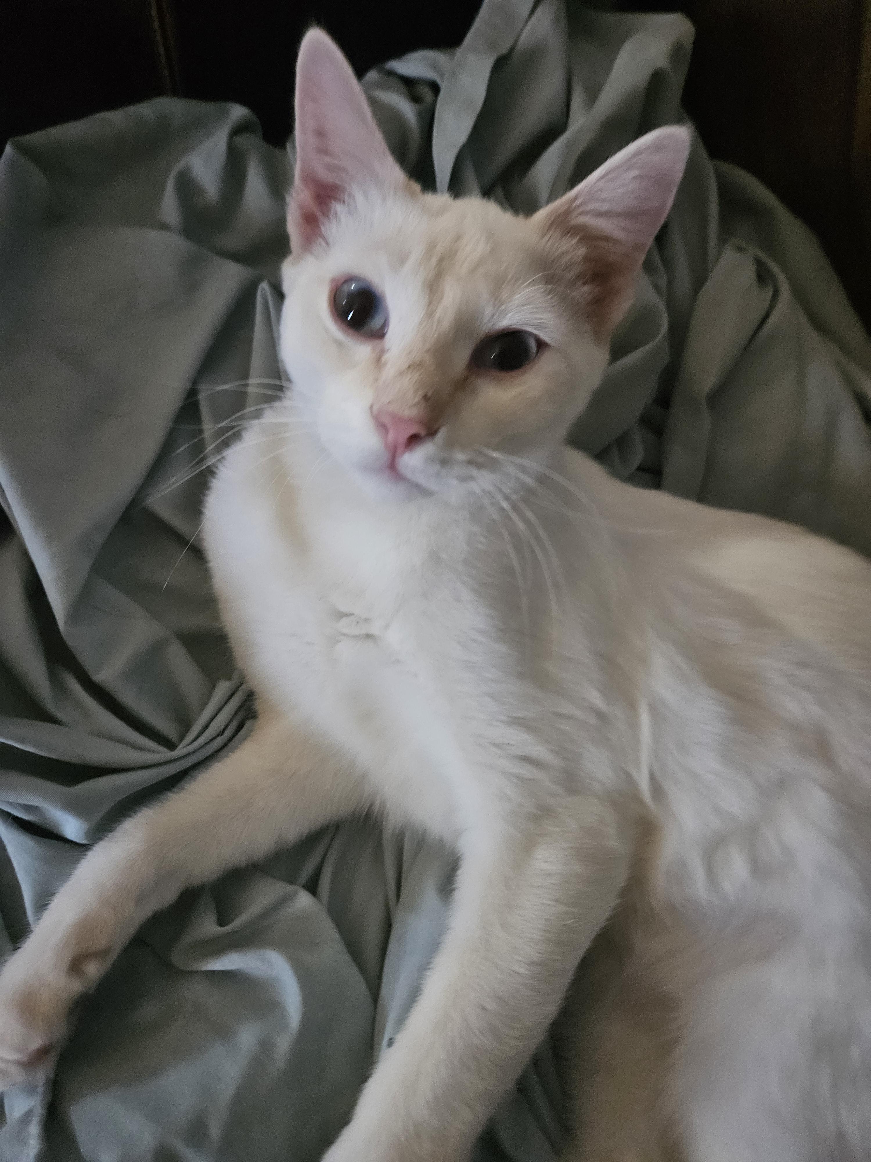 Cat for adoption - Faolan, a Domestic Short Hair Mix in Youngtown, AZ ...