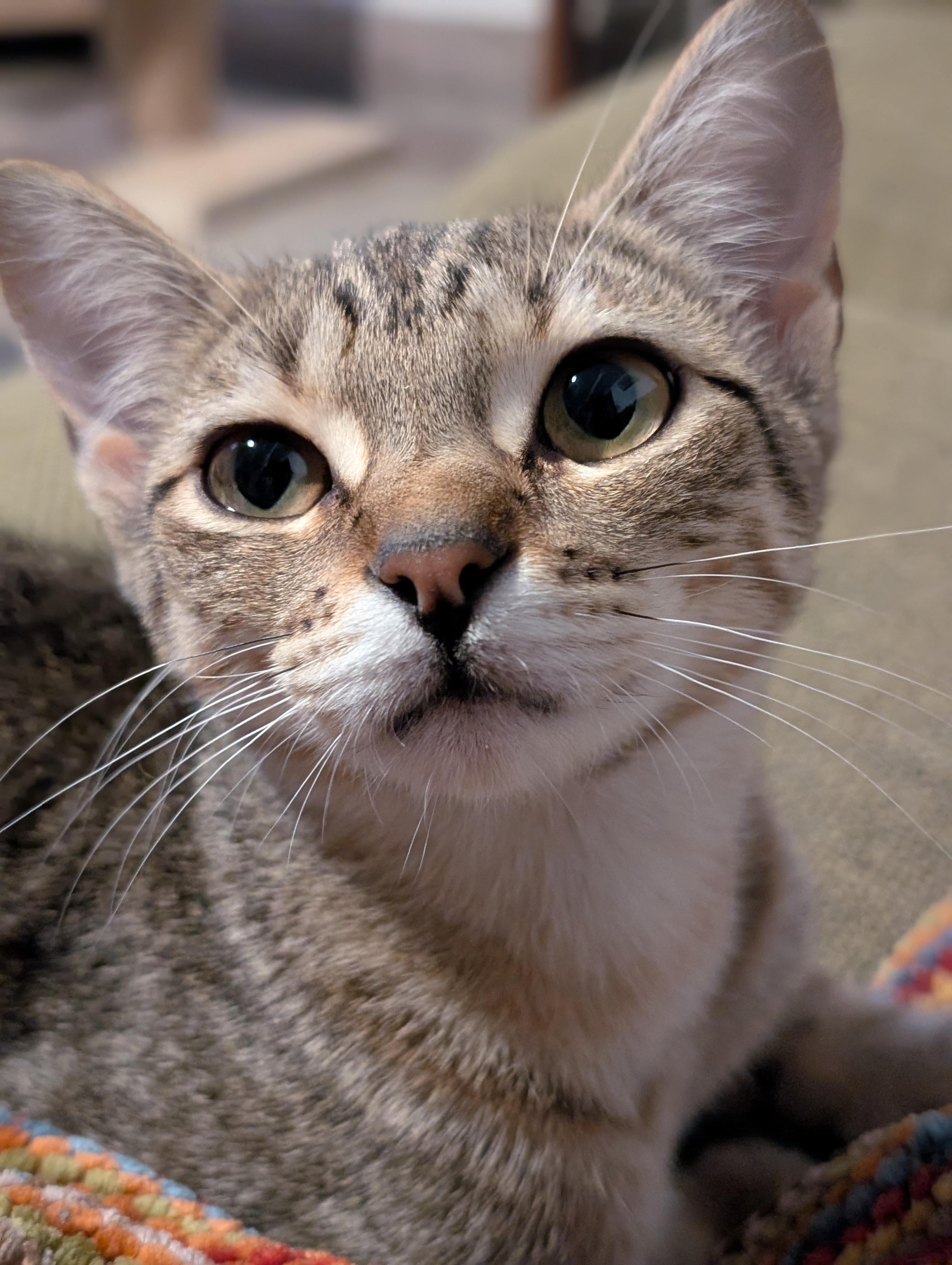 Cat for adoption - Chet Baker, a Domestic Short Hair in Clinton, NJ ...