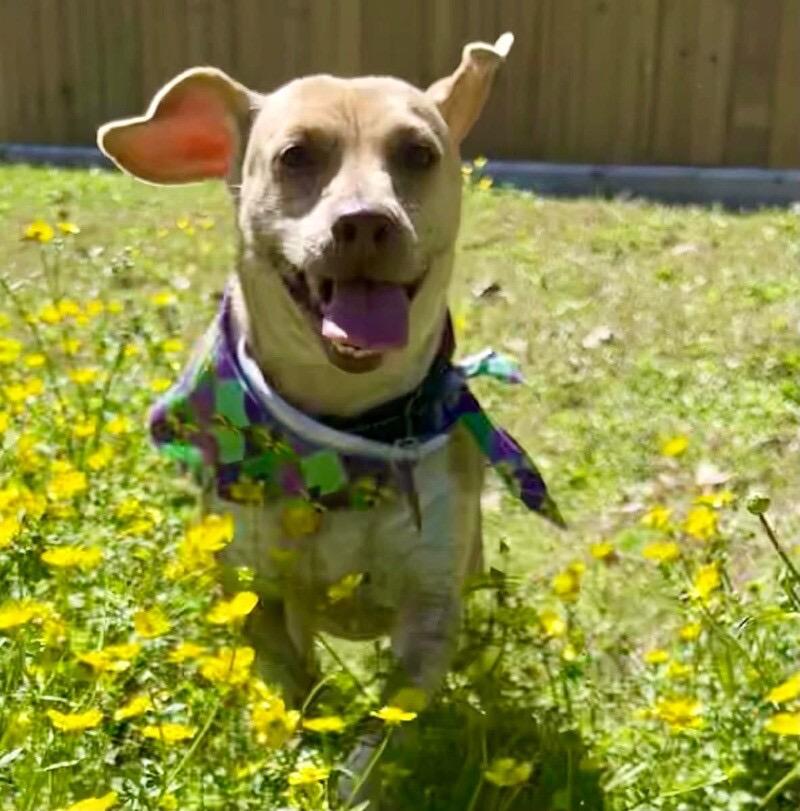 Dog for adoption - Piglet the Perfect Cuddly Cutie, a Dachshund ...