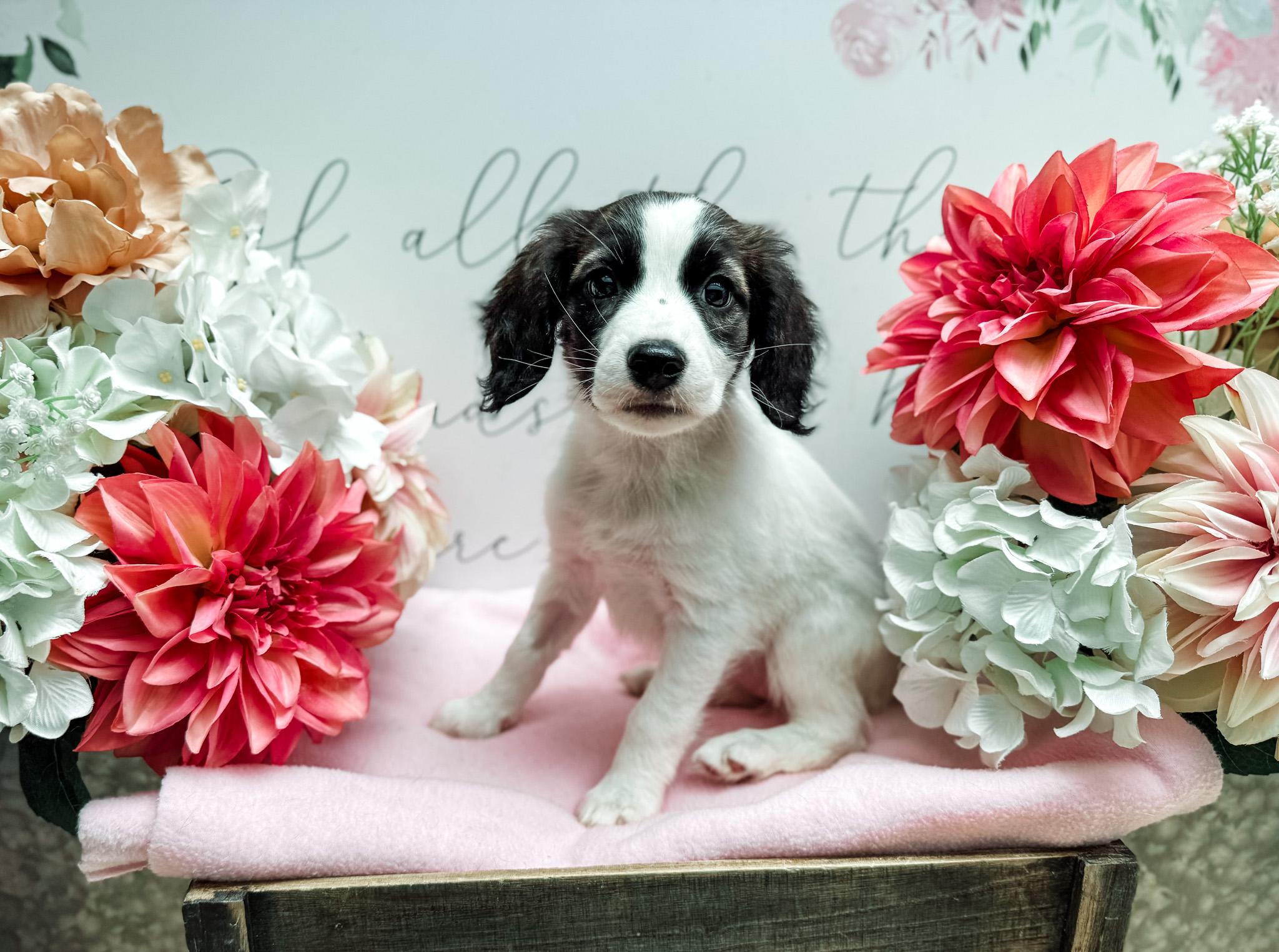 Dog for adoption - Darla, a Spaniel & Beagle Mix in Newberg, OR | Petfinder