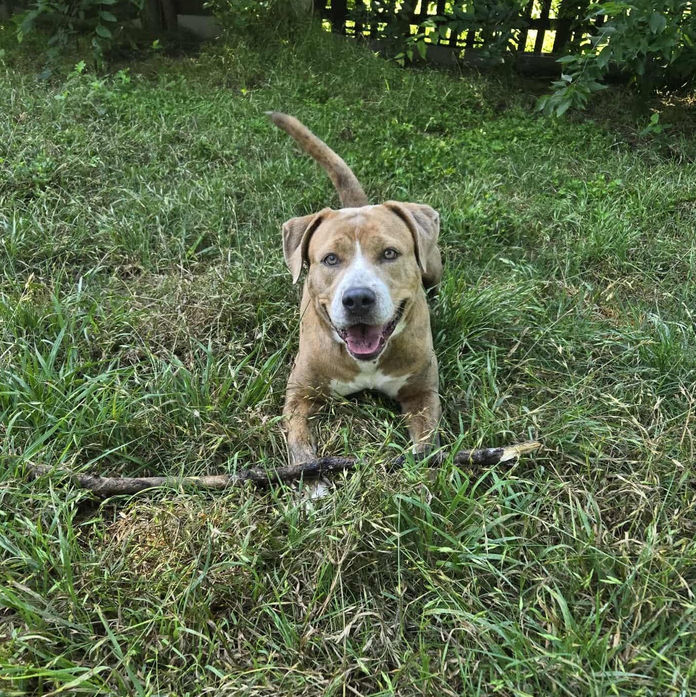 Dog for adoption - Mia Thermopolis, a Pit Bull Terrier & Shepherd Mix in Ann Arbor, MI | Petfinder