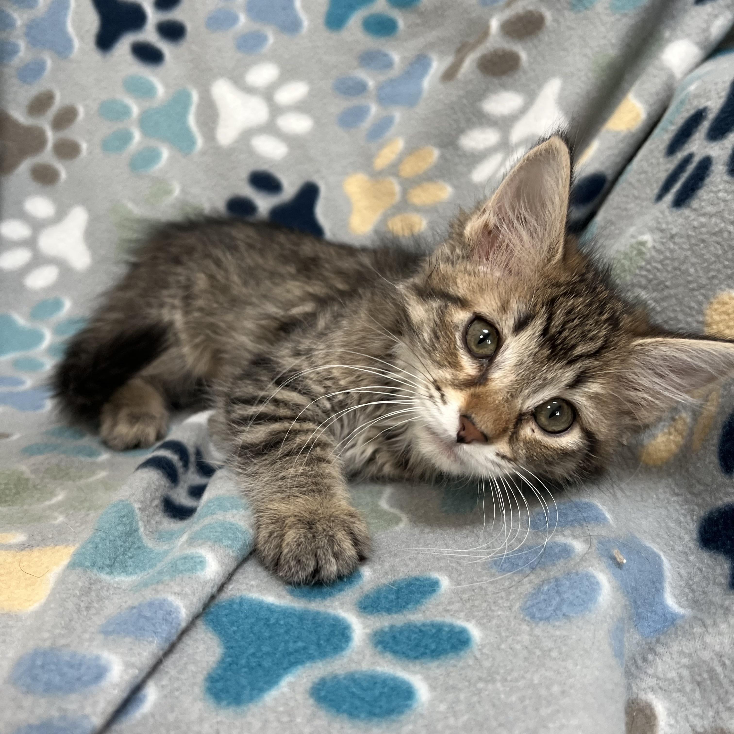 Cat for adoption - Lainey - At PetSmart in Mankato, a Domestic Medium ...