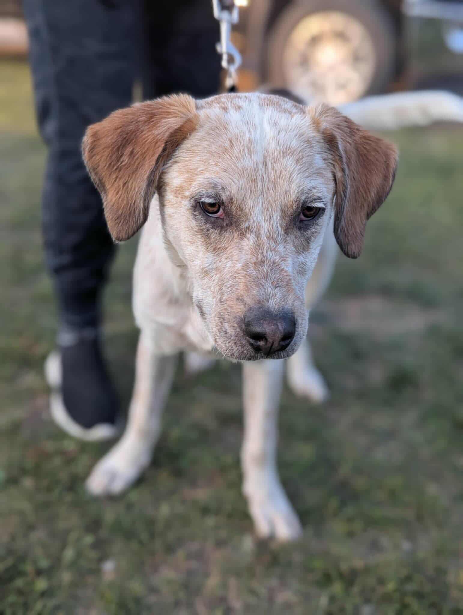 Dog for adoption - Mylo (20250615-05), a Mixed Breed in Niagara on the ...