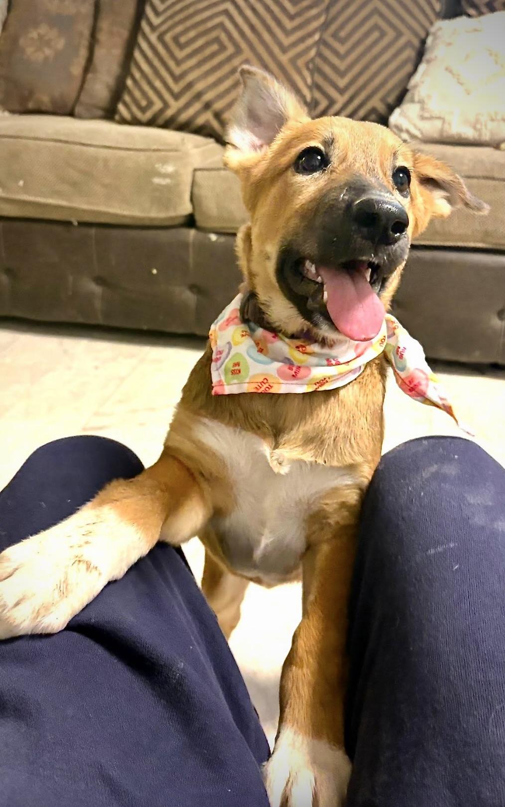 Dog for adoption - Dina, a German Shepherd Dog Mix in Rocky Hill, CT ...