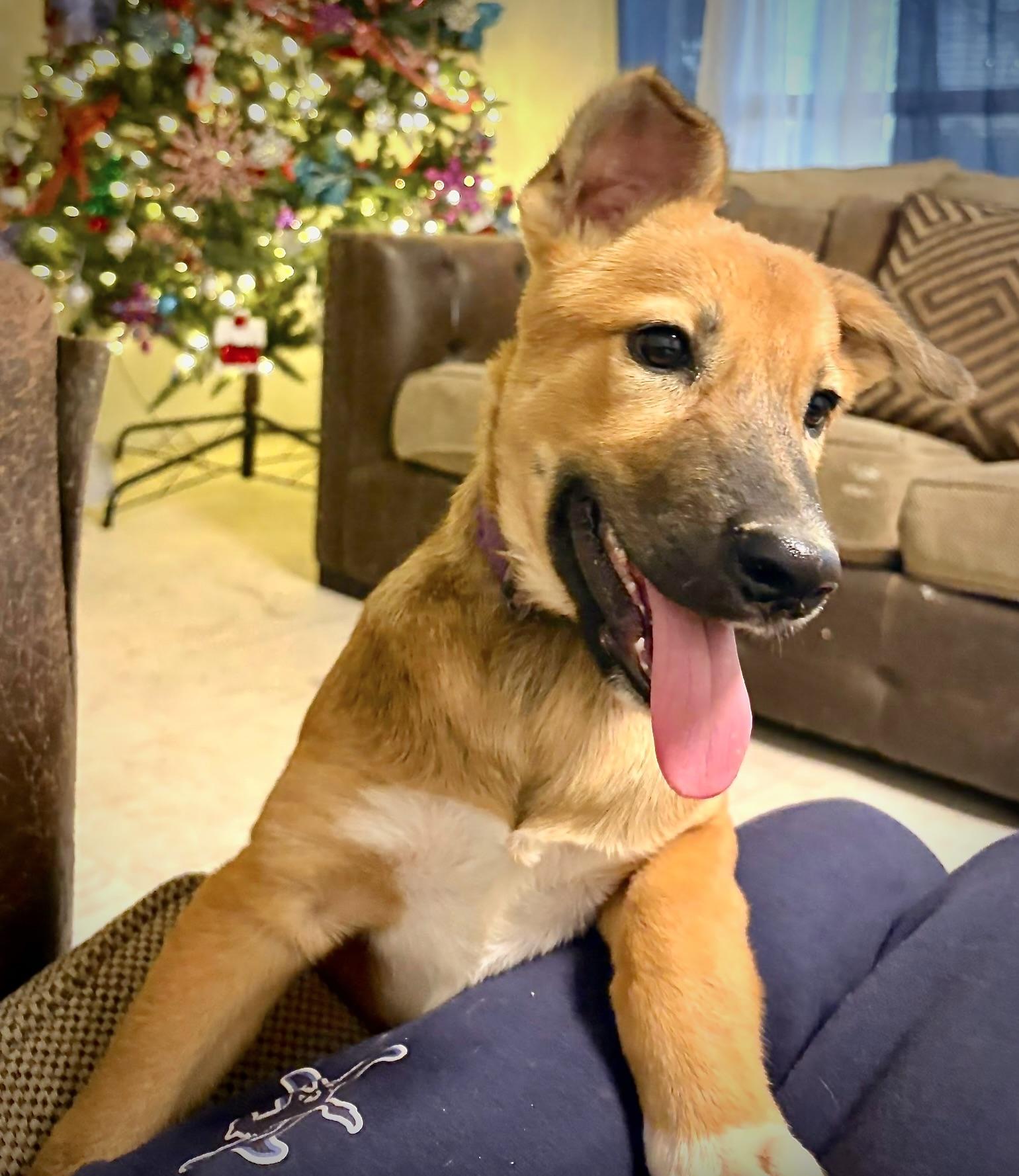 Dog for adoption - Dina, a German Shepherd Dog Mix in Rocky Hill, CT ...