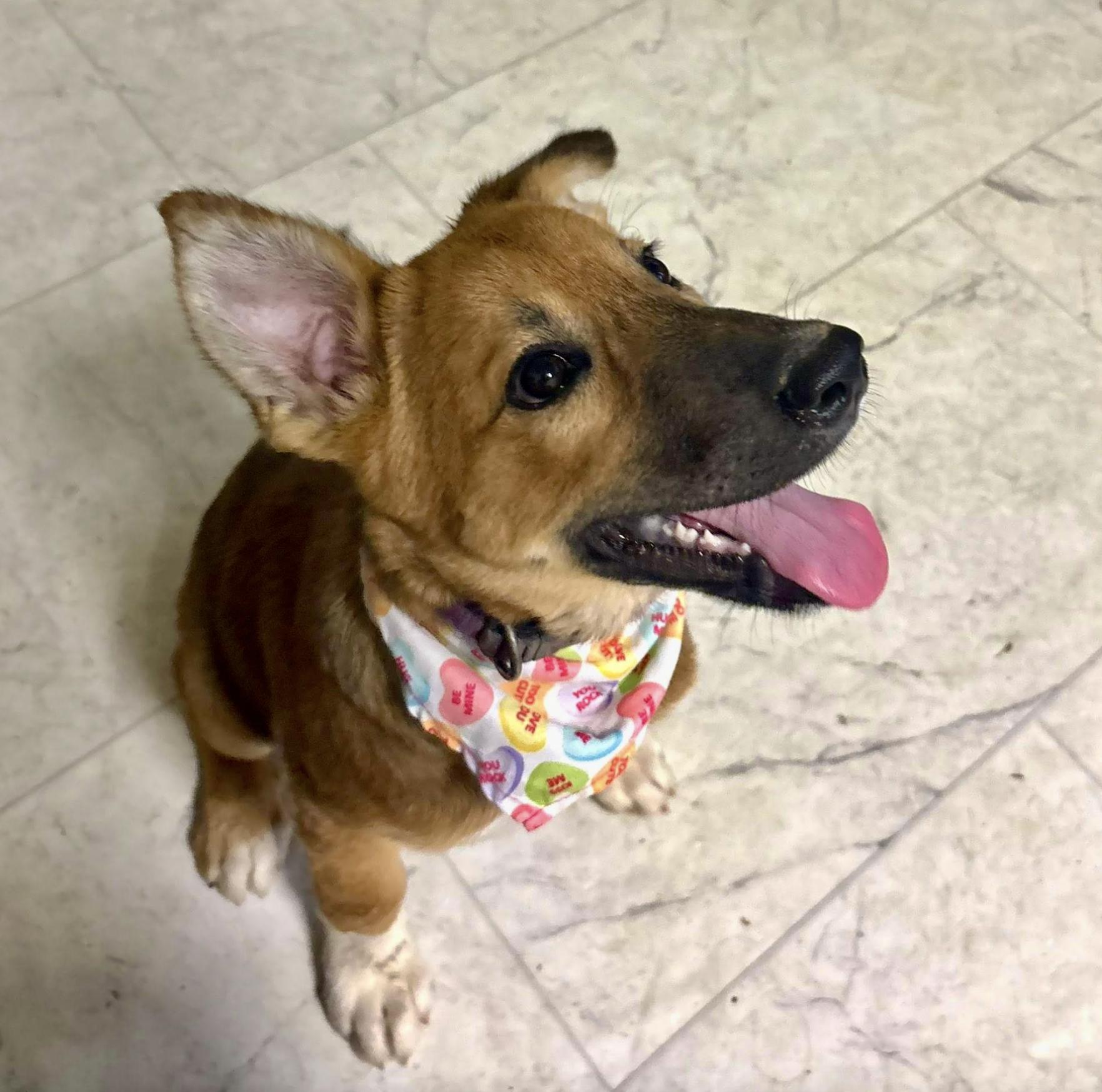 Dog for adoption - Dina, a German Shepherd Dog Mix in Rocky Hill, CT ...