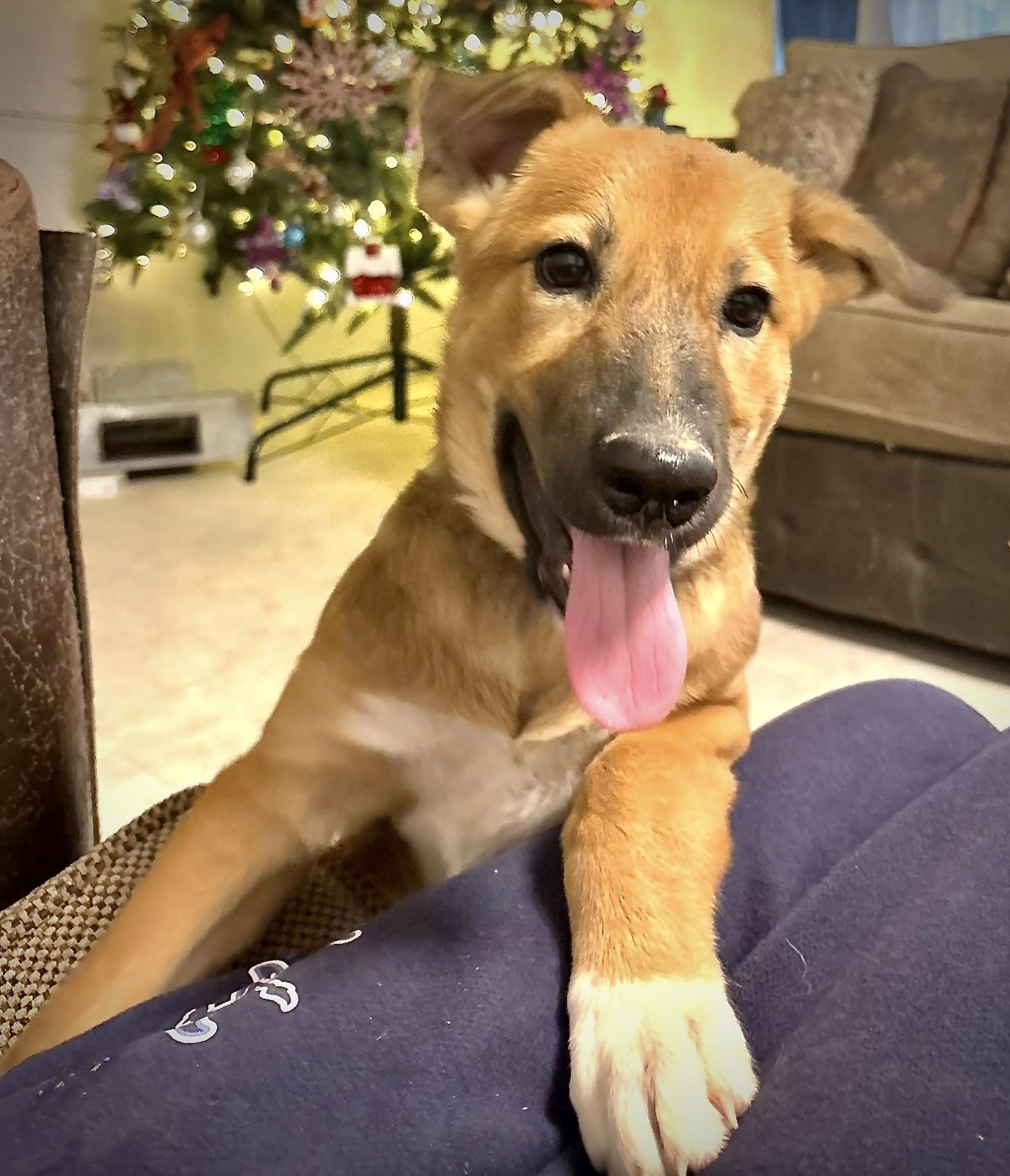 Dog for adoption - Dina, a German Shepherd Dog Mix in Rocky Hill, CT ...