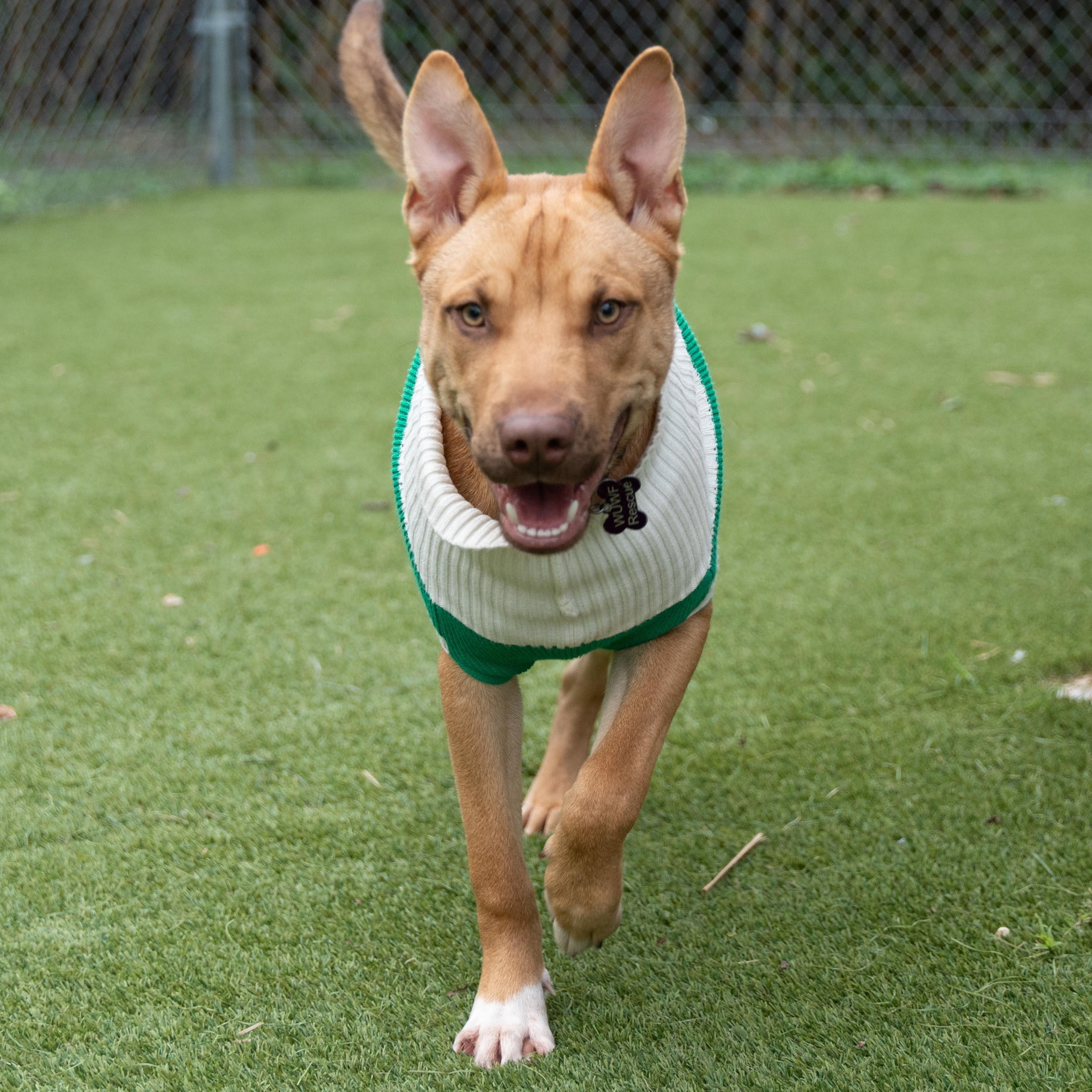 Dog for adoption - Butch, an American Staffordshire Terrier & Husky Mix ...