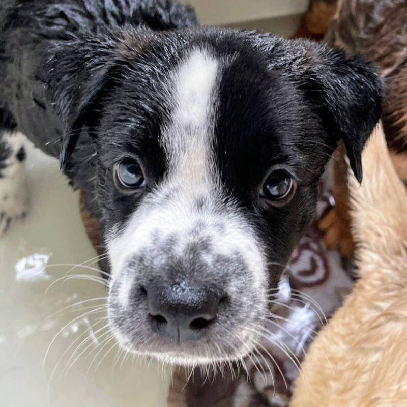 Dog for adoption - Orchid Flower Power, a Husky & Labrador Retriever Mix in Syracuse, NY | Petfinder