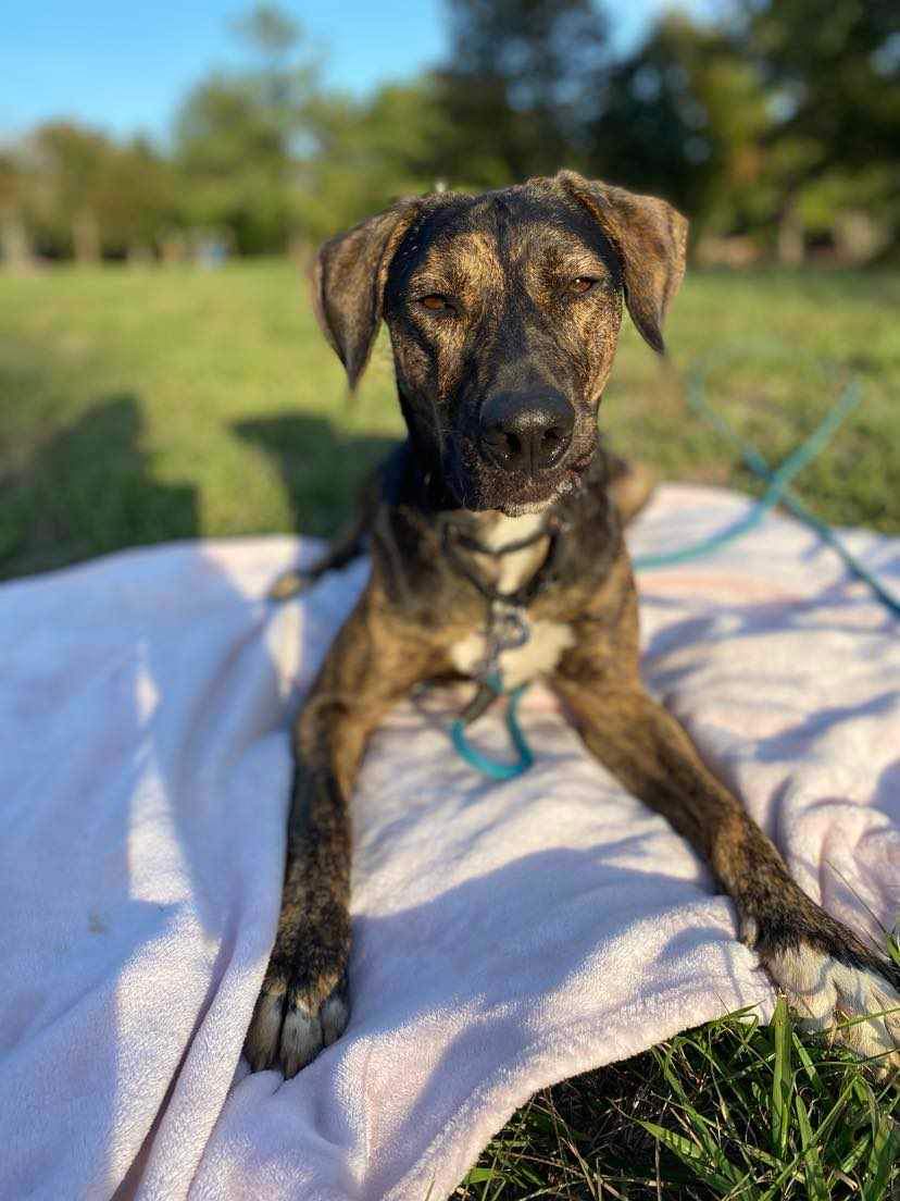 Dog for adoption - Hendrix, a Rhodesian Ridgeback & Treeing Walker ...