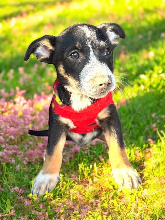 Dog for adoption - Hunter puppy, a Chihuahua & Australian Cattle Dog ...