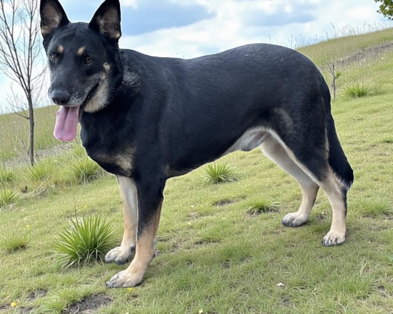 Dog for adoption - Oso, a German Shepherd Dog in Clive, IA | Petfinder