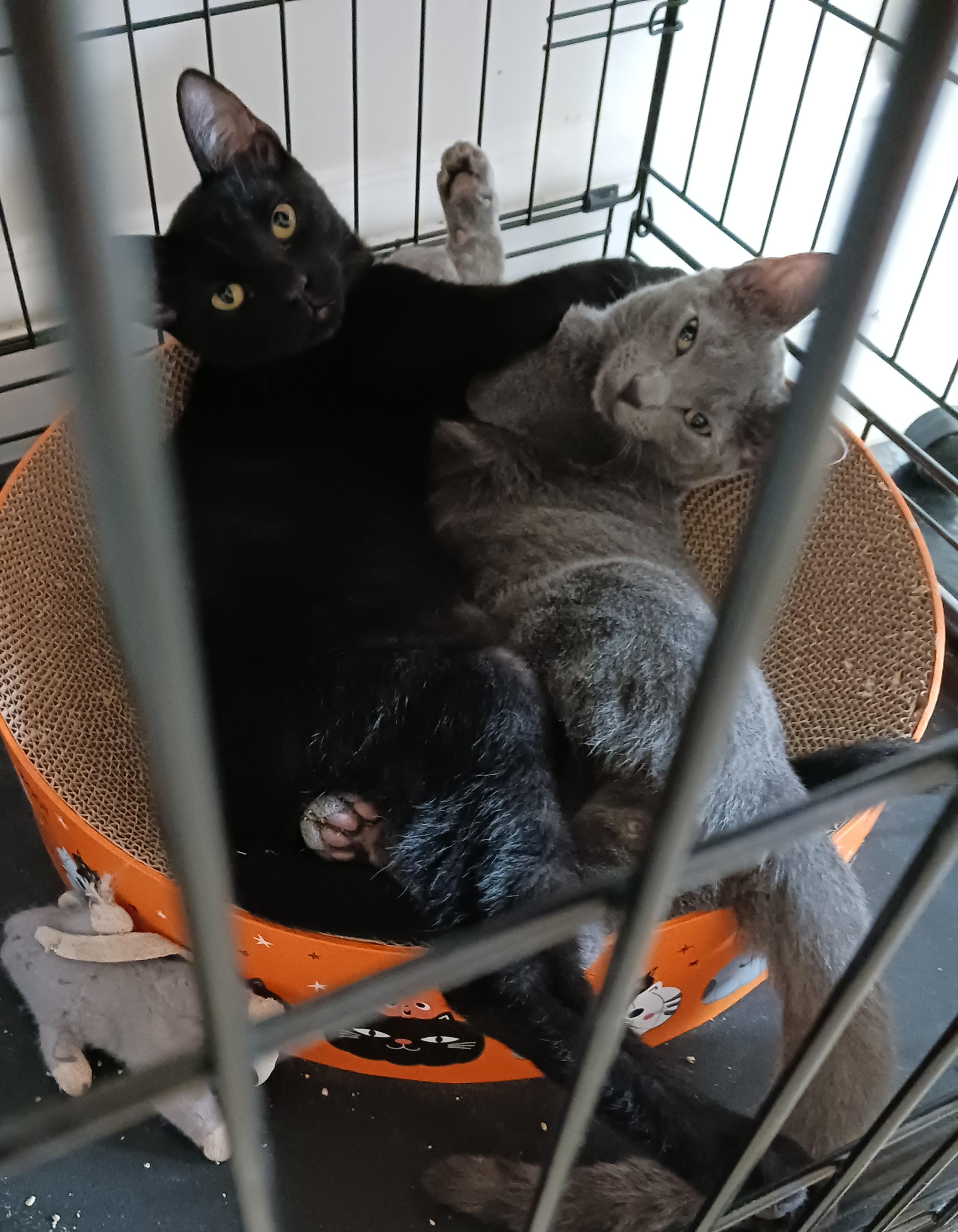Cat for adoption - Boston & Vegas B. - The Dream Team, a Domestic Short ...