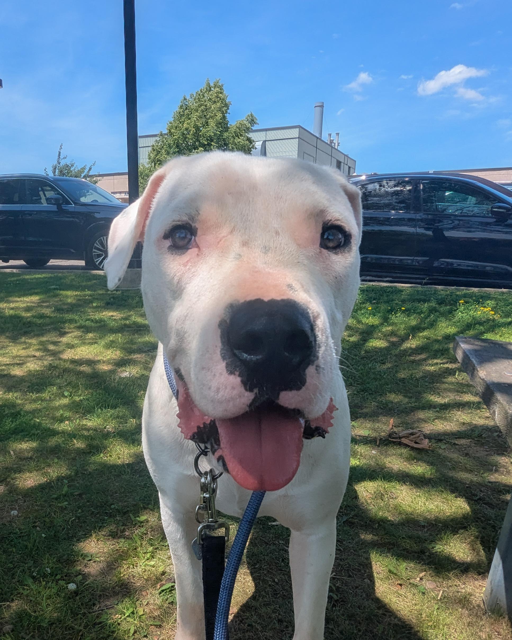 Dog for adoption - Clover, a Dogo Argentino Mix in Hamilton, ON | Petfinder