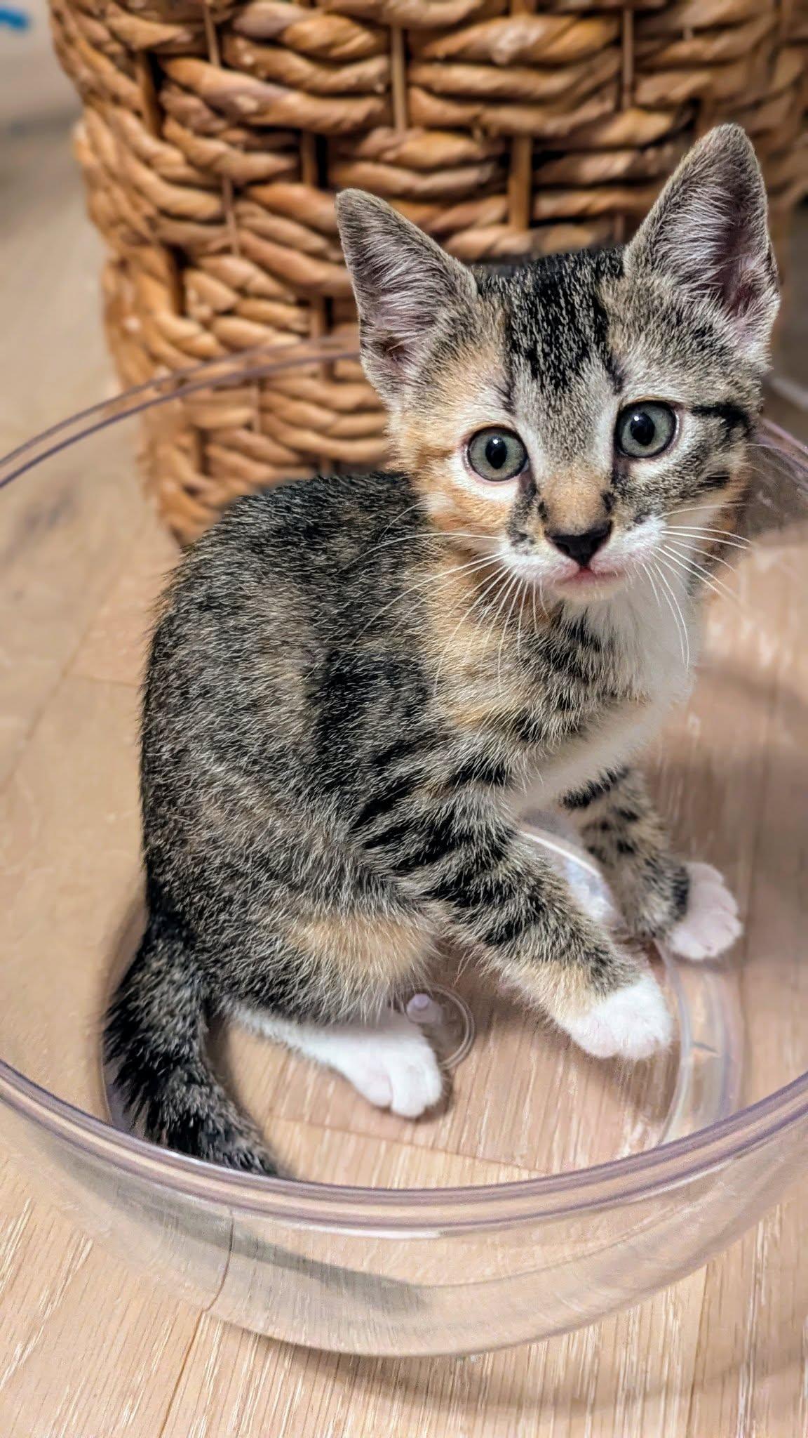 Cat for adoption - Amy, a Domestic Short Hair in Fort Worth, TX | Petfinder