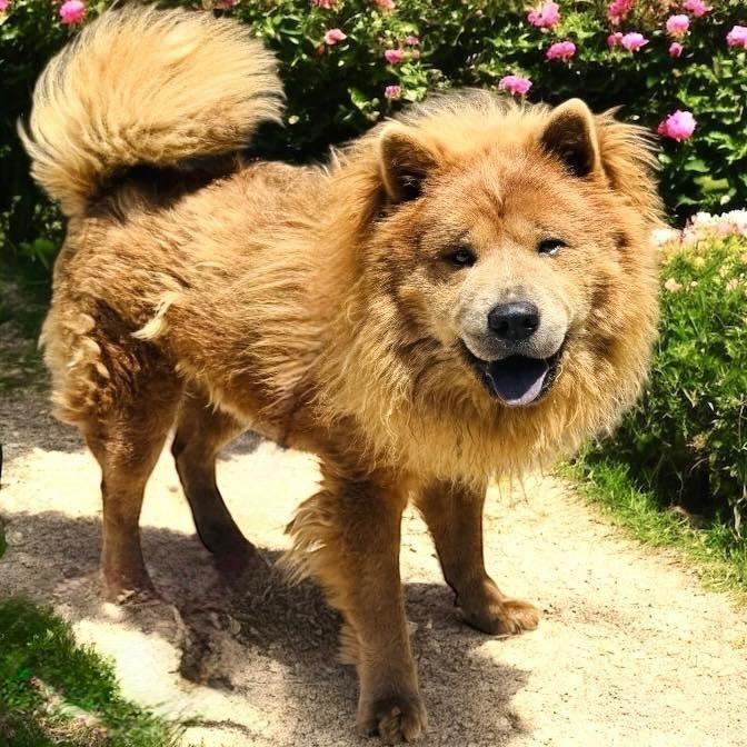 Dog for adoption - Bear, a Chow Chow in Fort Lupton, CO | Petfinder