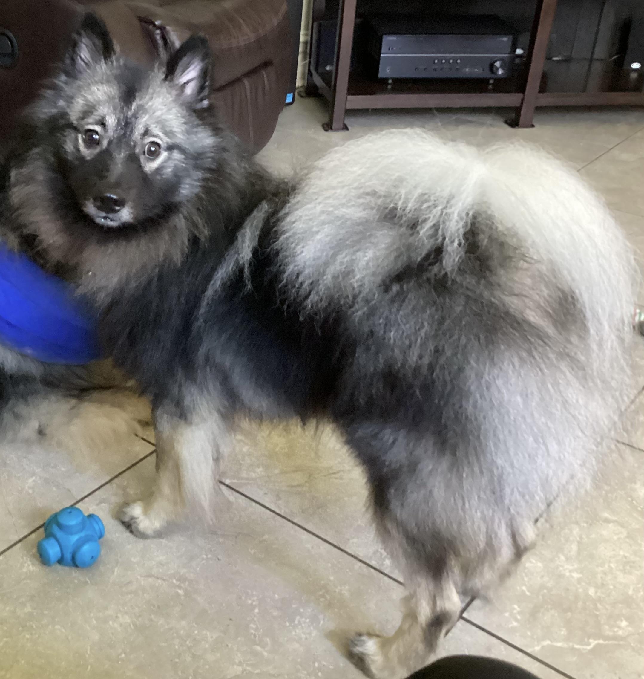 Dog for adoption - Iko - ADOPTED, a Keeshond in Jacksonville, FL ...