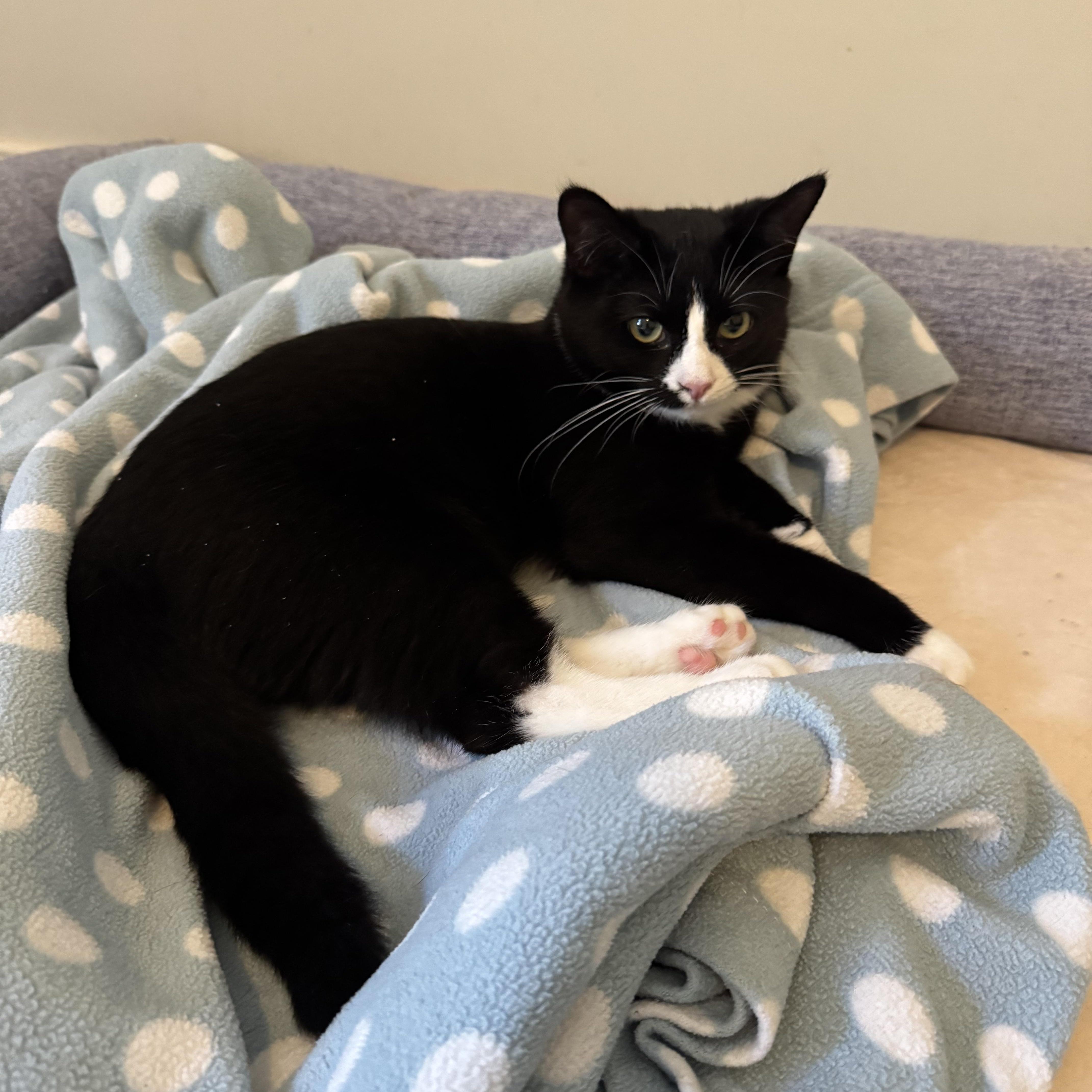 Cat for adoption - Dena - Staff Favorite, a Domestic Short Hair & Tuxedo Mix in Southington, CT ...