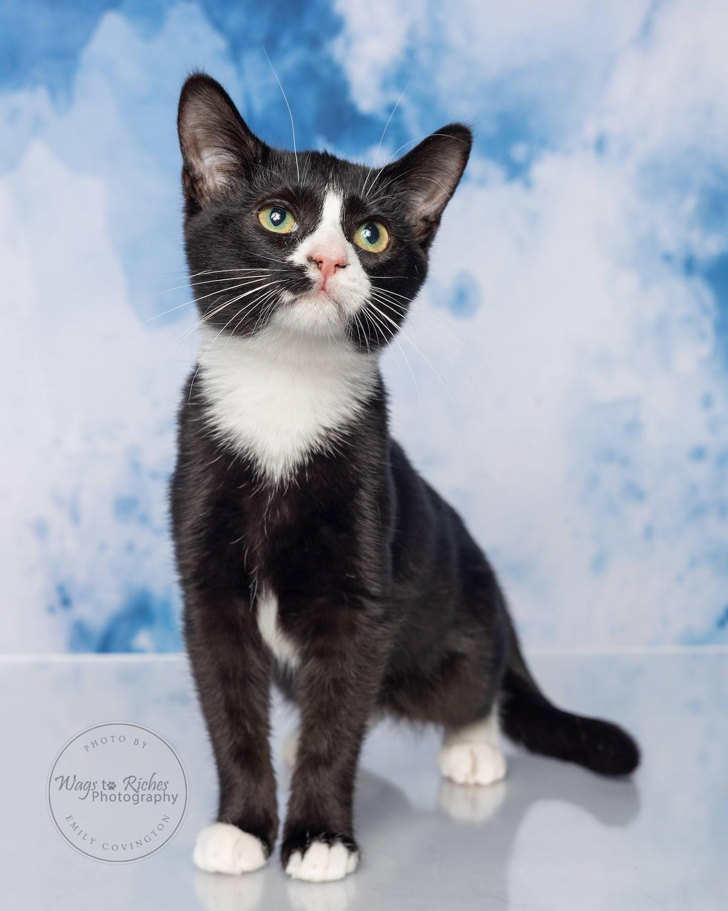 Cat for adoption - Dena - Staff Favorite, a Domestic Short Hair & Tuxedo Mix in Southington, CT ...