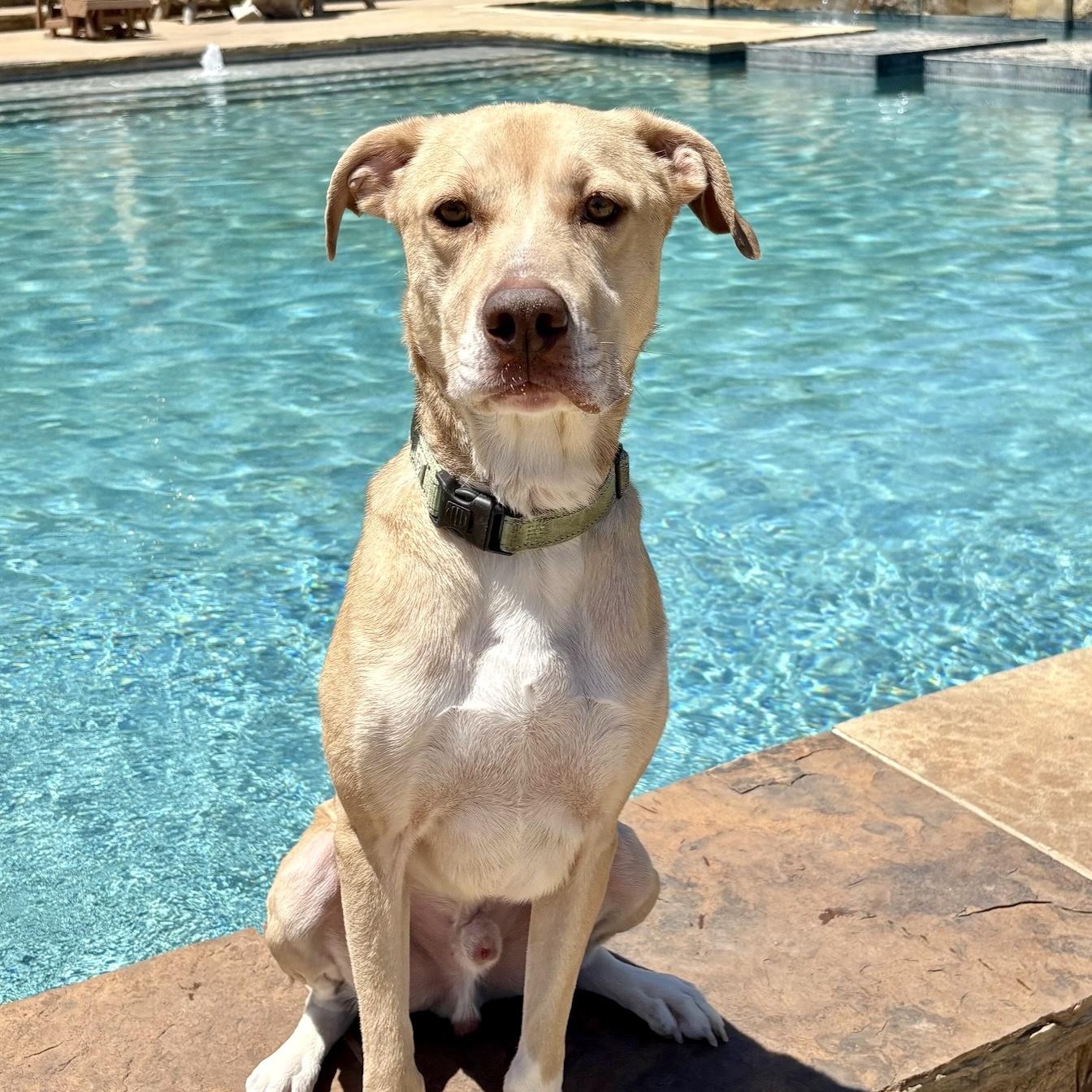 Dog for adoption - Debo, a Labrador Retriever Mix in Charlotte, NC ...