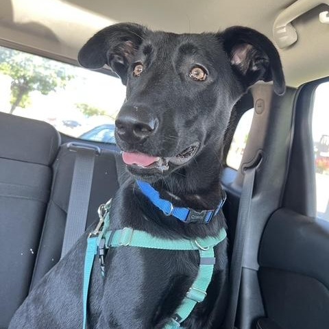 Denton Animal Shelter Petfinder