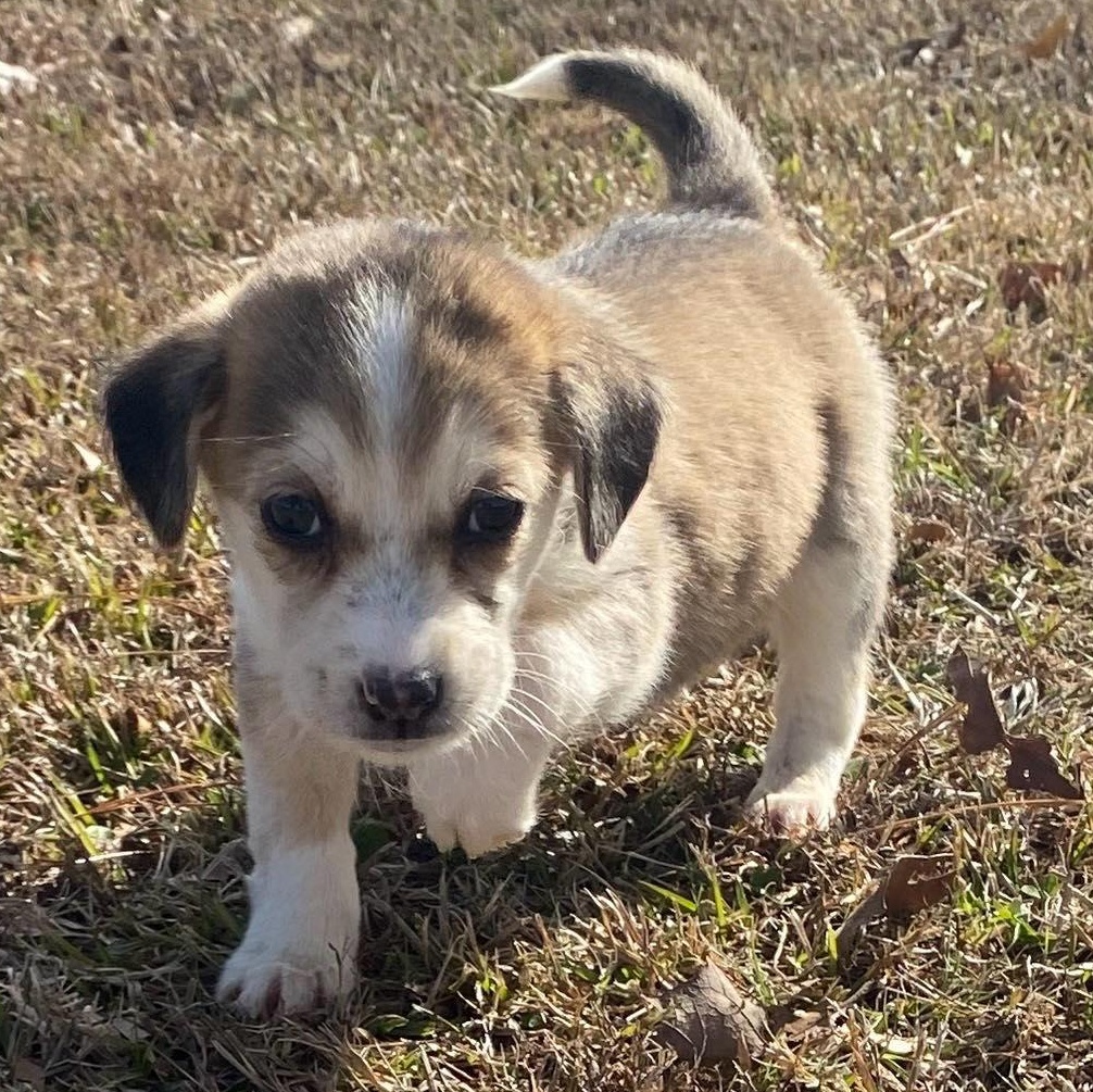 Ranger - Adoptable Pet | Petfinder | Petfinder