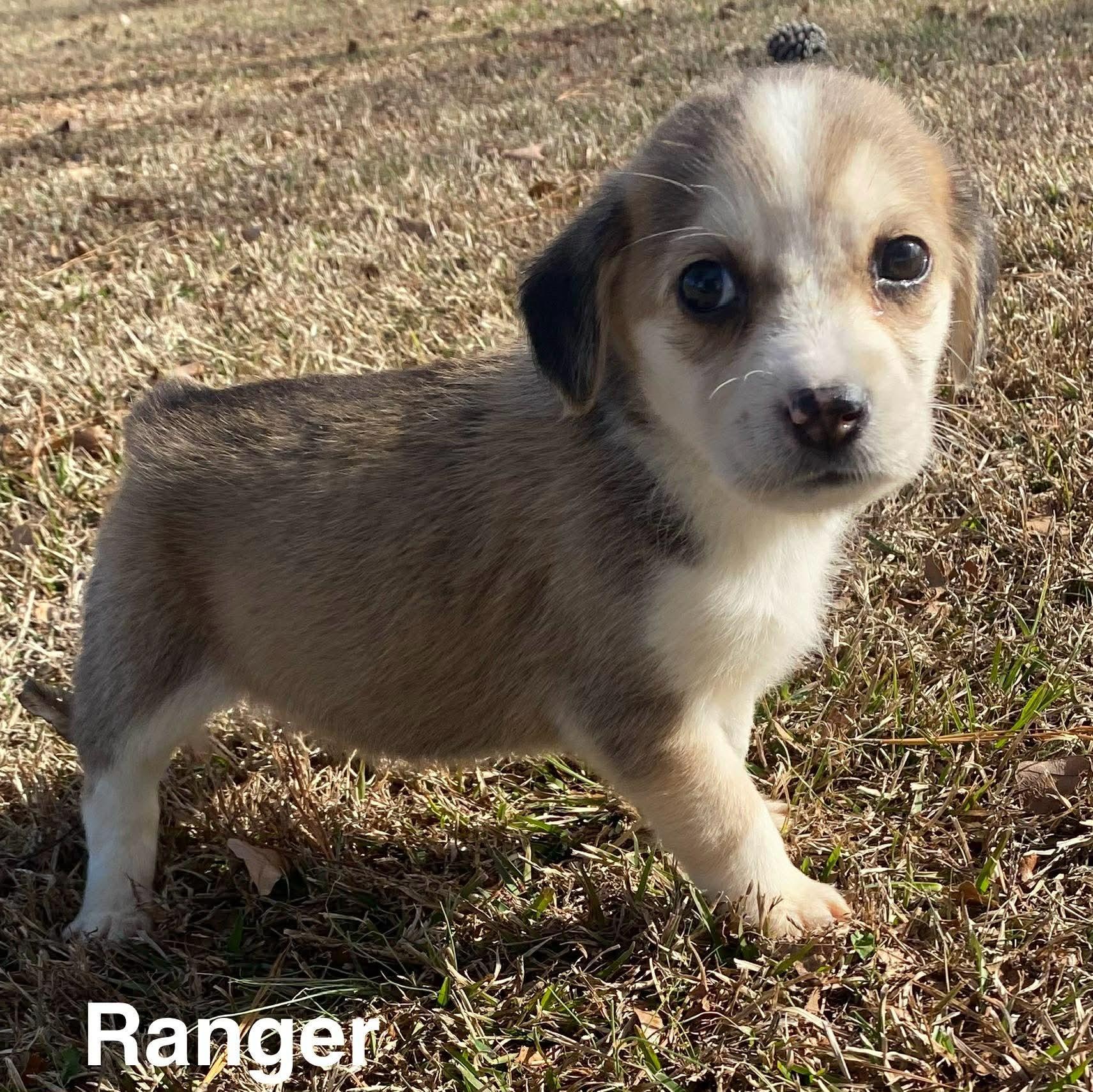 Ranger - Adoptable Pet | Petfinder | Petfinder