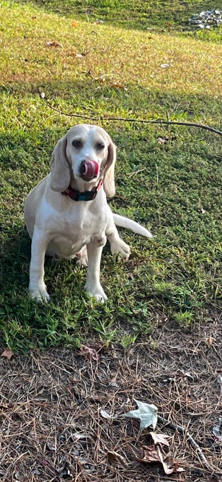 Ranger - Adoptable Pet | Petfinder | Petfinder