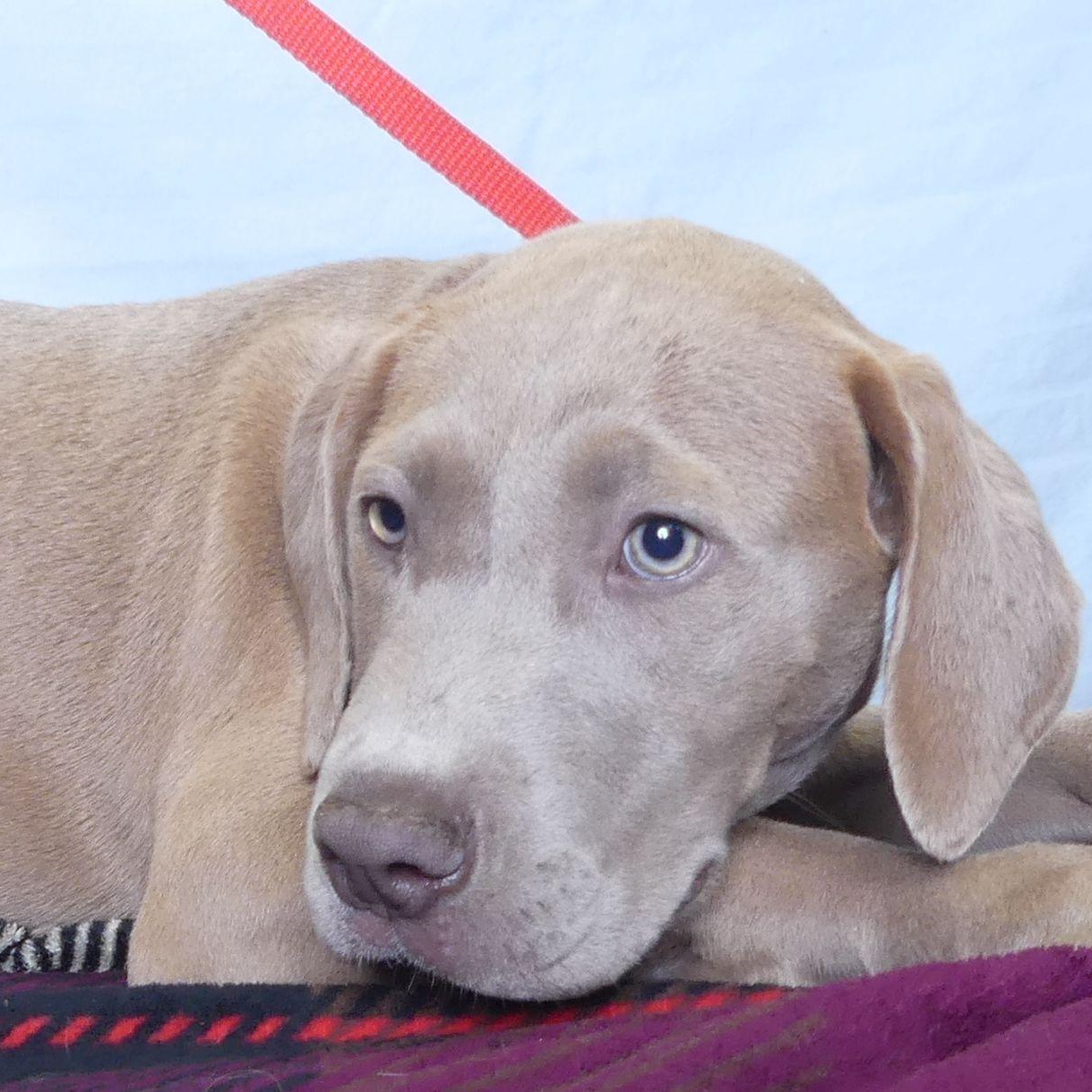 Dog for adoption - DODGE, a Mixed Breed in Ukiah, CA | Petfinder