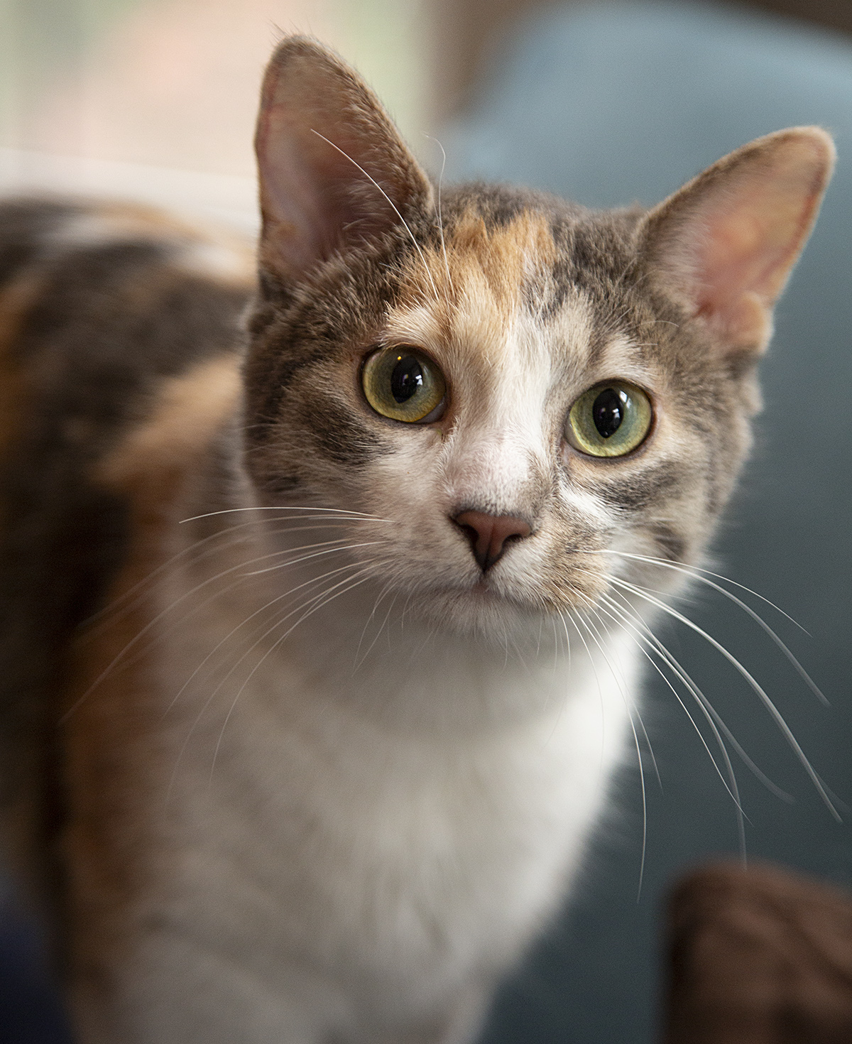 Cat for adoption - Pico de Gato (& Avogato), a Domestic Short Hair in ...